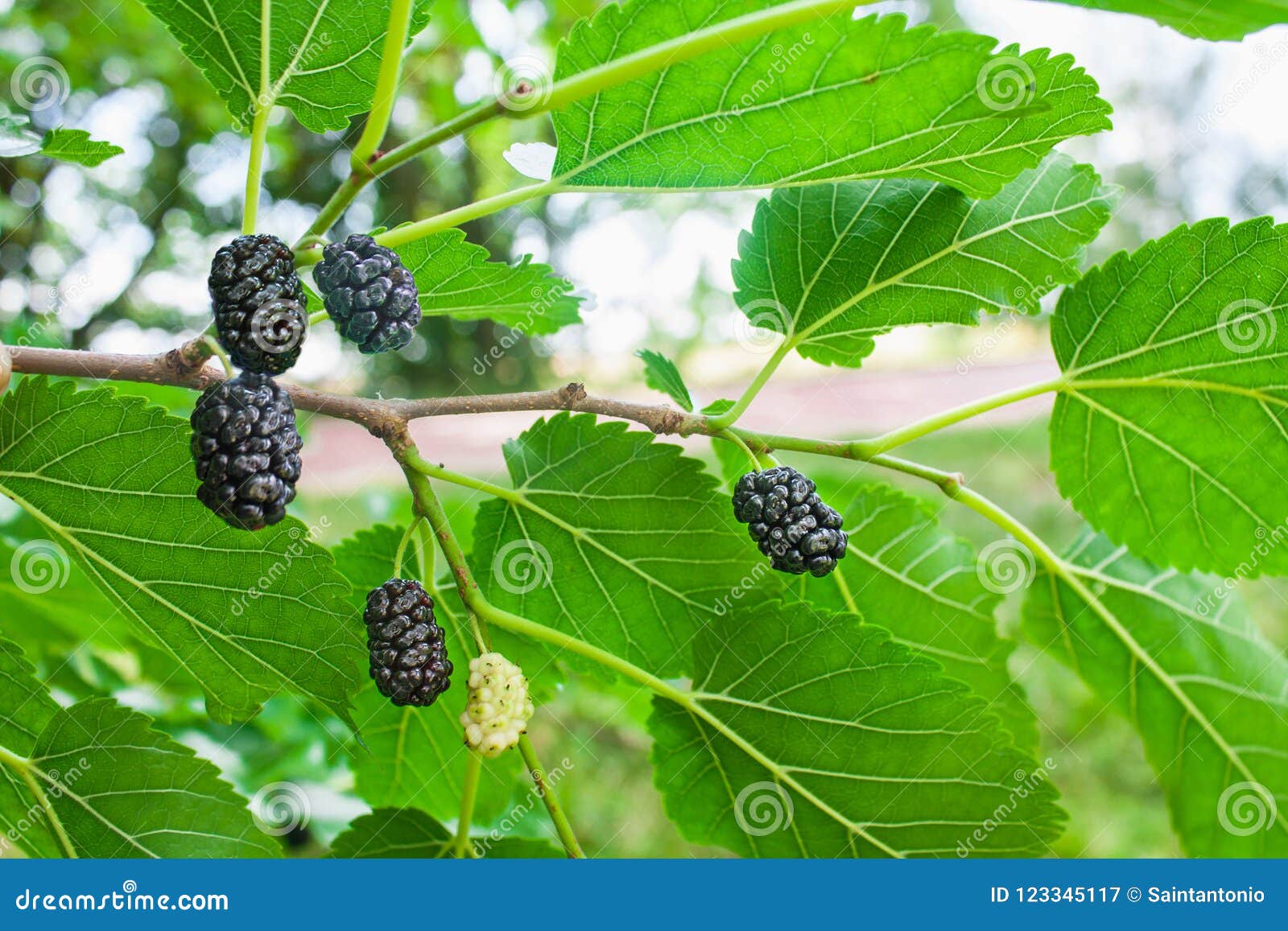 Mulberries on a Tree Branch in a Garden, Nature Background Stock Image ...