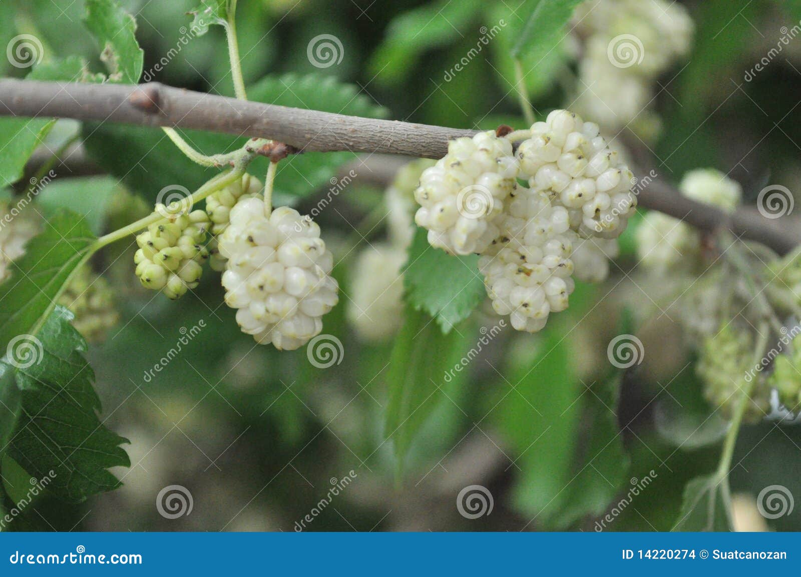Mulberry stock photo. Image of energy, fresh, fruit, tree - 14220274