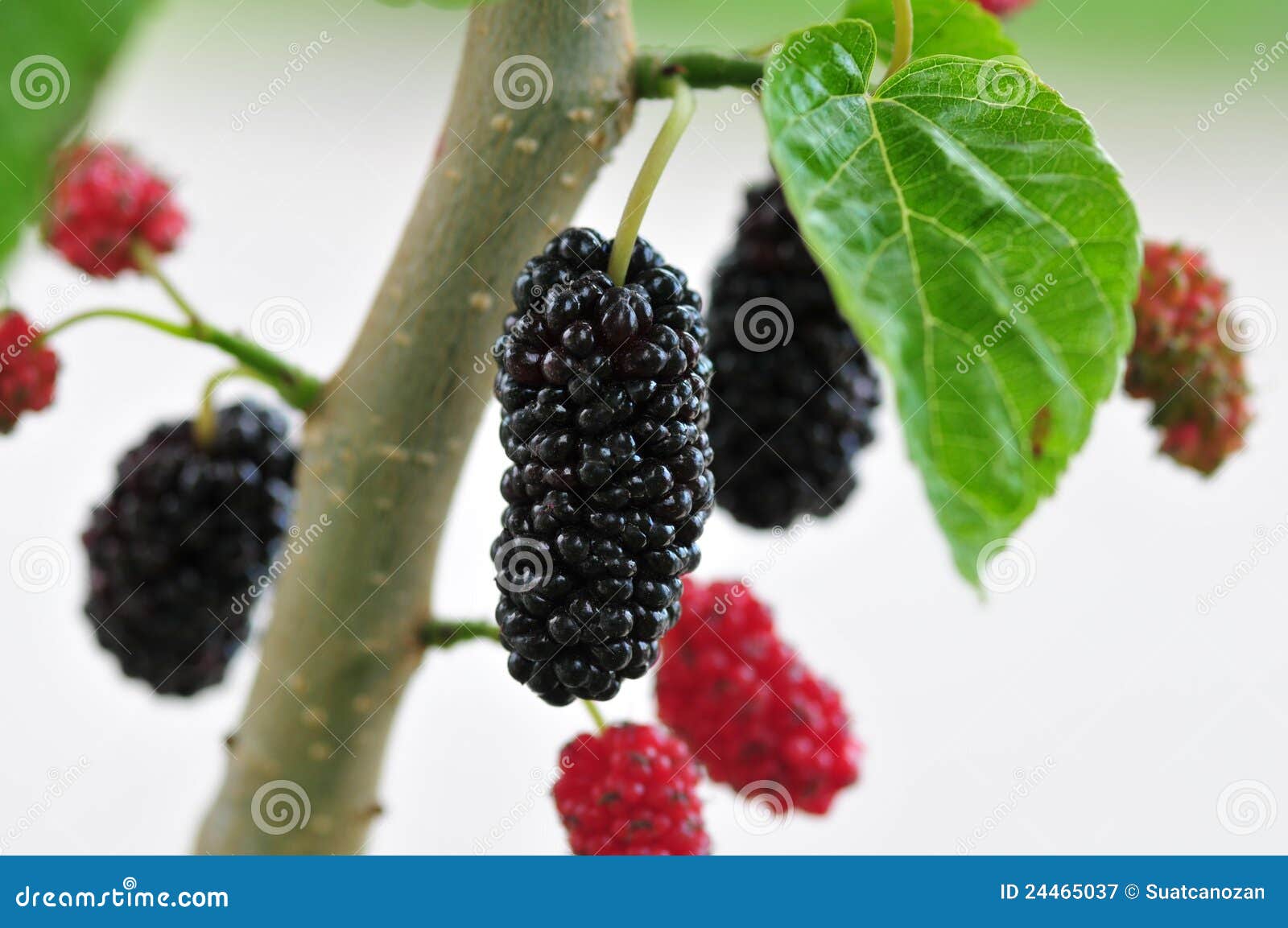 Mulberry imagem de stock. Imagem de agricultura, fresco - 24465037