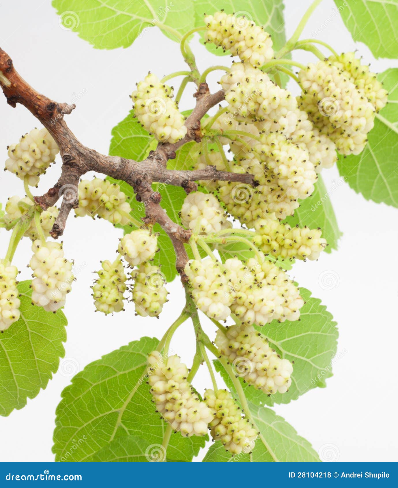 Mulberry stock photo. Image of leaf, twig, berry, white - 28104218