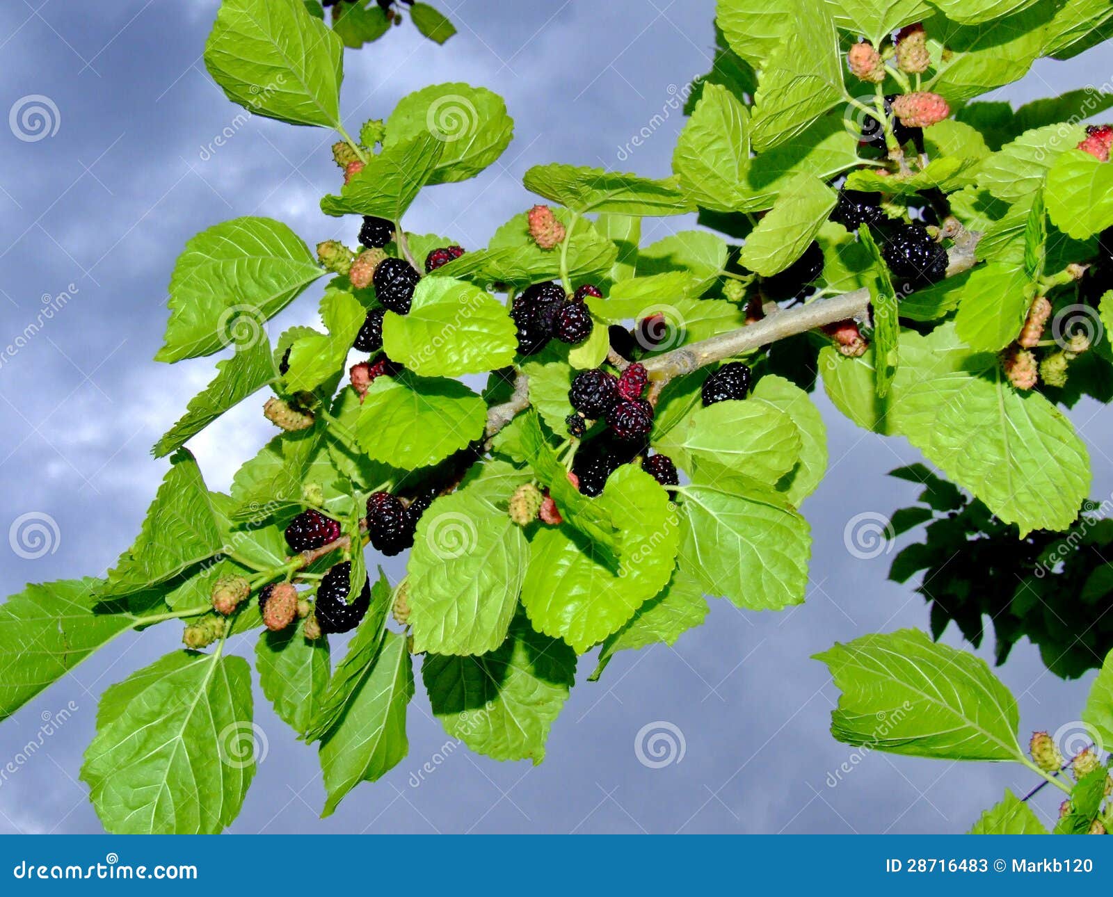 Mulberry stock image. Image of branch, tree, plant, frondage - 28716483