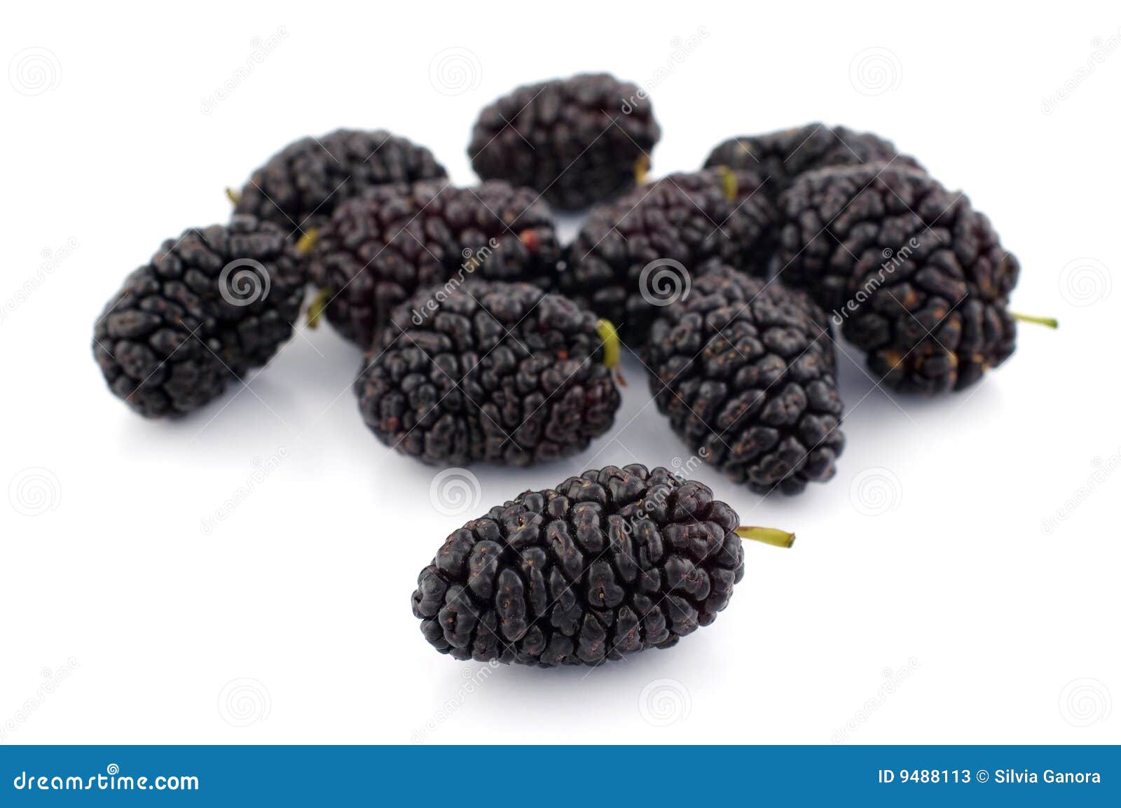 Mulberry stock image. Image of macro, depth, horizontal - 9488113