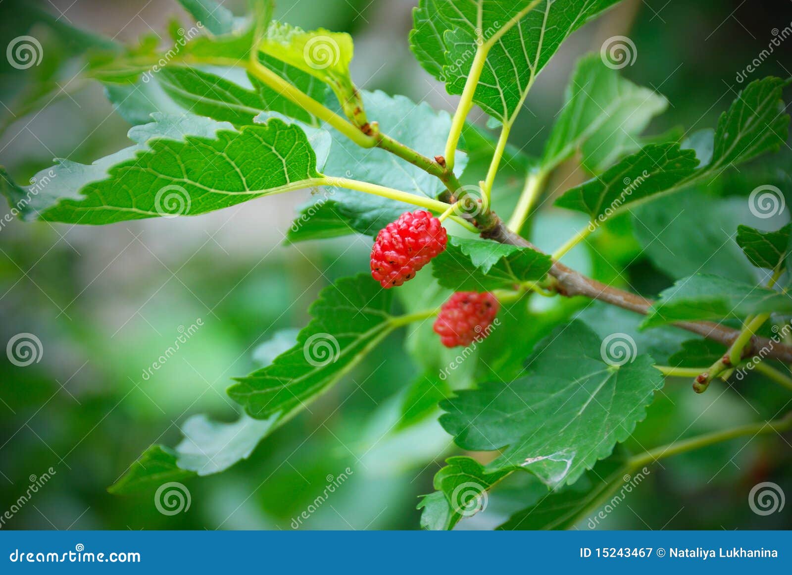 Mulberry berries stock image. Image of foreground, autumn - 15243467