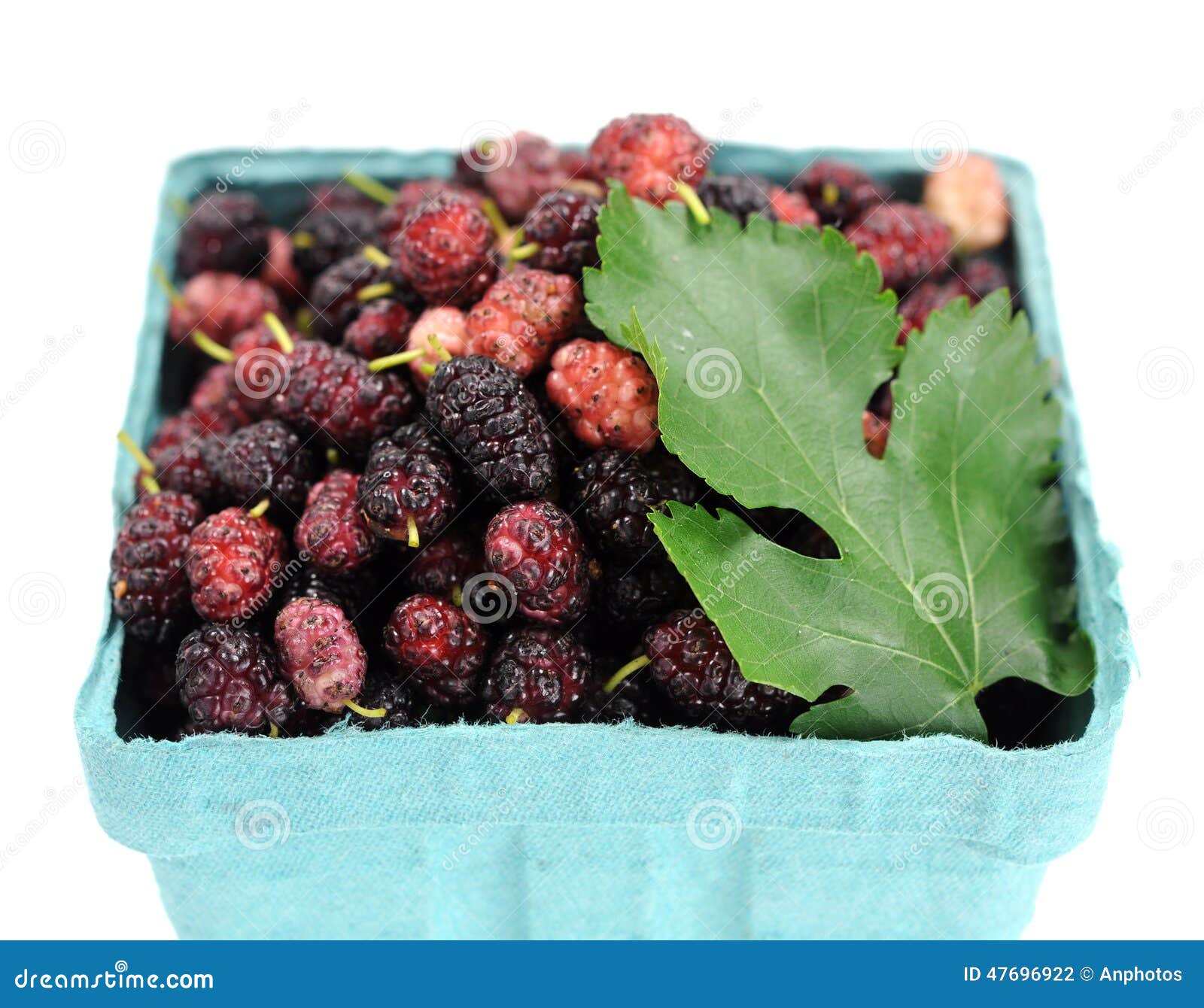 Mulberry berries stock photo. Image of closeup, mulberry - 47696922