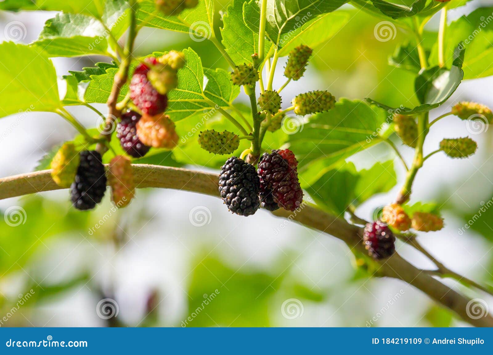 Mulberry Berries on Tree Branches Stock Image - Image of health, plant ...