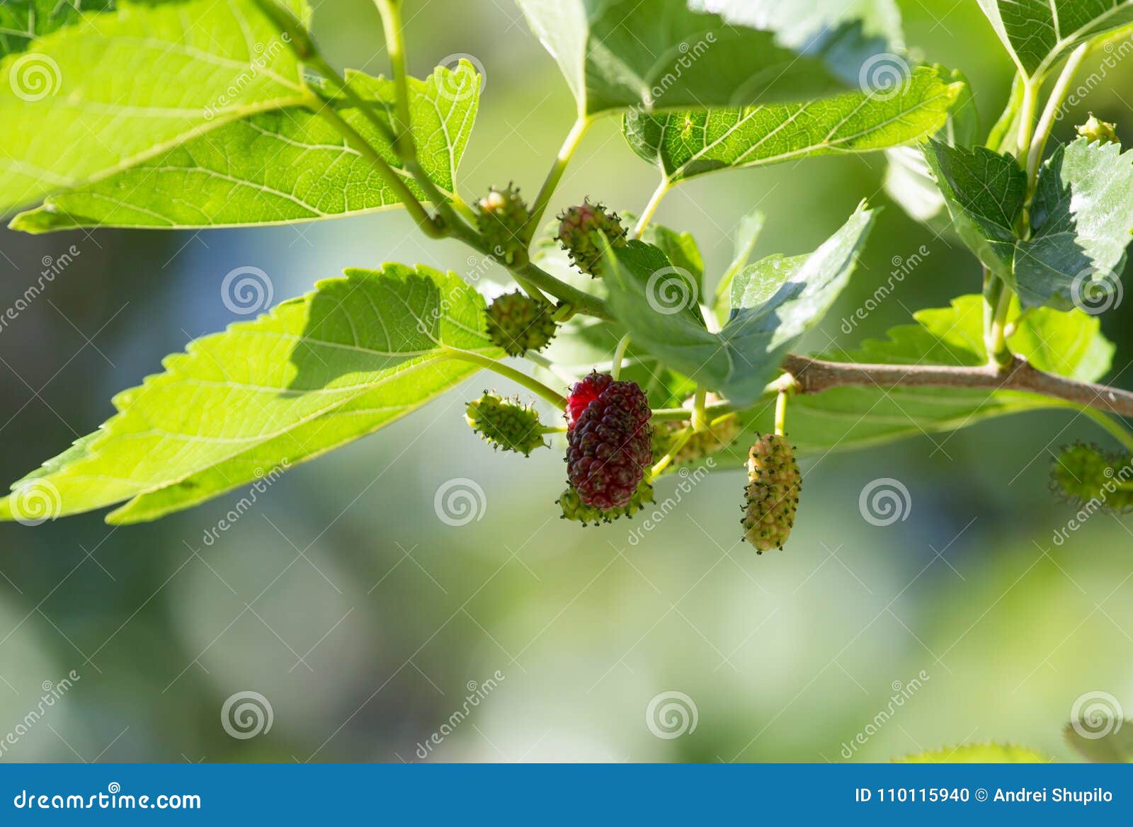 Mulberry Berries on the Tree Stock Photo - Image of food, green: 110115940