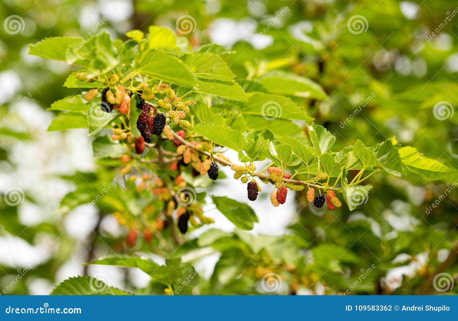 Mulberry Berries on a Tree in the Nature Stock Photo - Image of ...