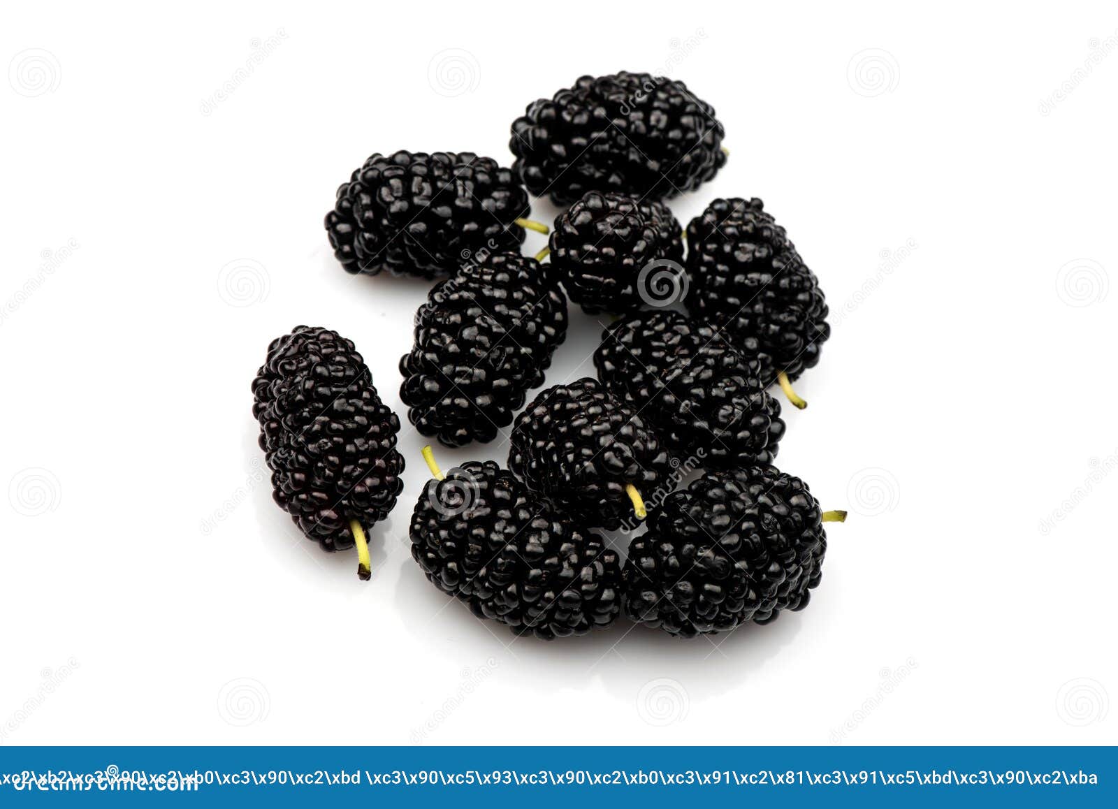 Mulberry Berry with Leaf Isolated on White Background Macro Editorial ...