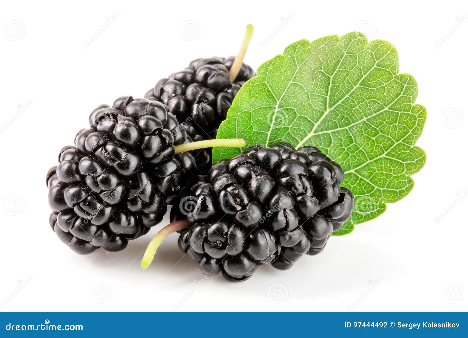 Mulberry Berry With Leaf Isolated On White Background Macro,mulberries ...