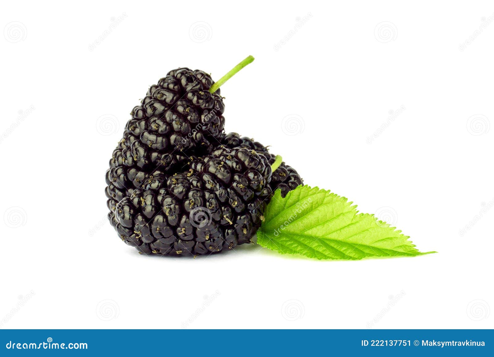 Mulberry Berry with Leaves Isolated on White Background Stock Image ...