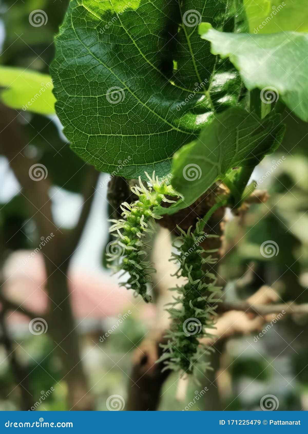Mulberry Berry Malberry Fruit Natural Stock Image - Image of mulberry ...