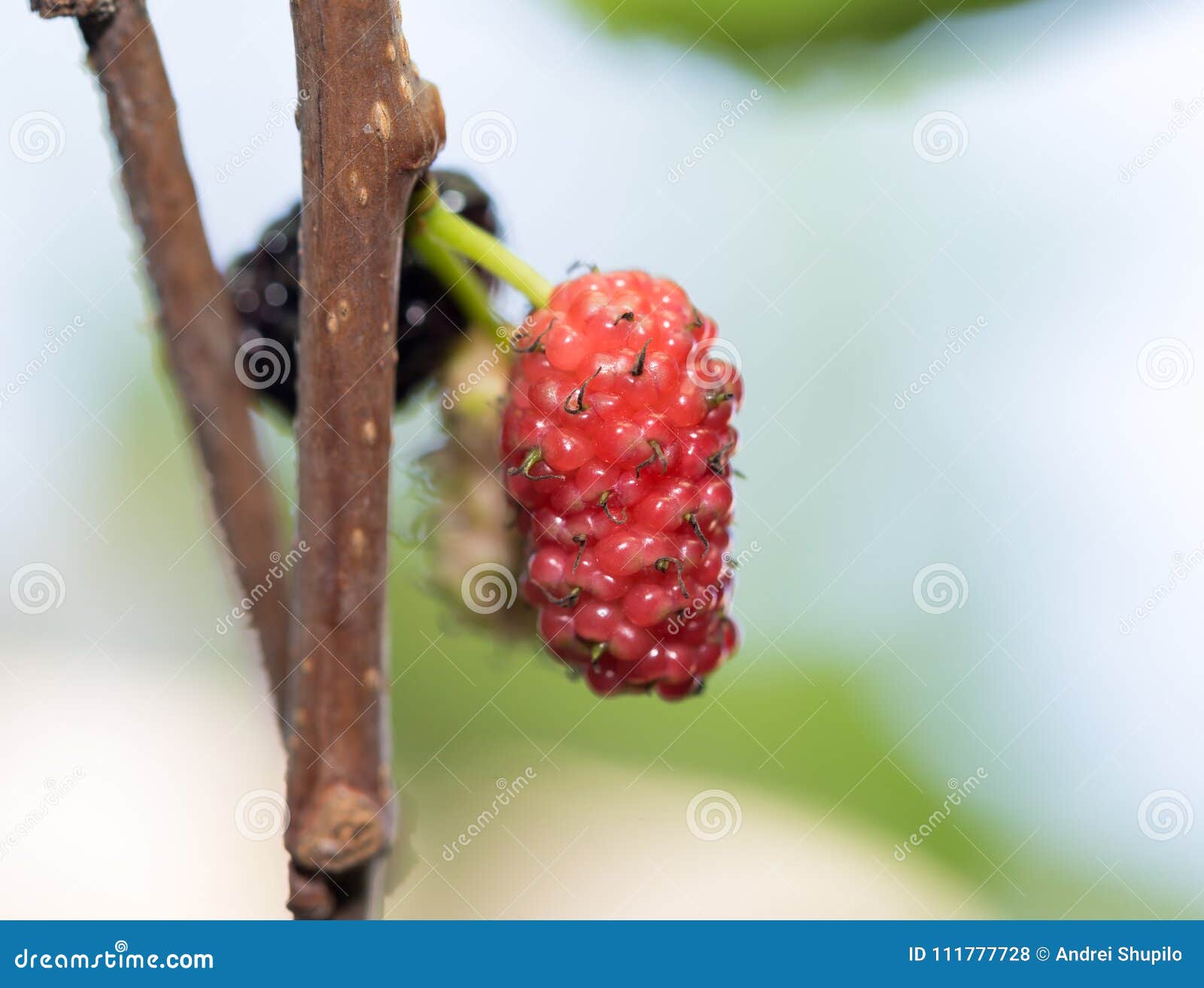 Mulberry Berry on the Tree in Nature Stock Photo - Image of natural ...