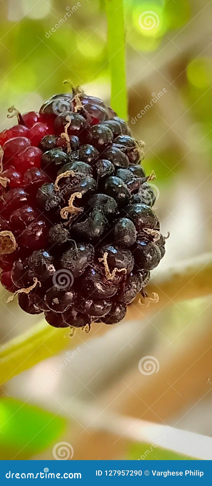 Mulberry stock photo. Image of dark, malbary, single - 127957290