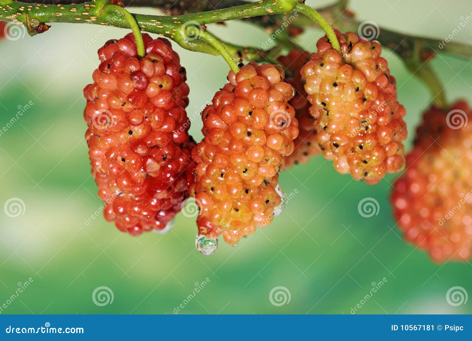 Mulberry, Delicious Red Fruit Stock Image - Image of trees, strawberry ...