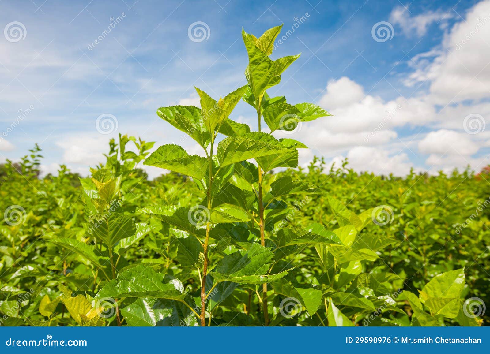 Mulberry farm stock photo. Image of botany, forest, mulberry - 29590976