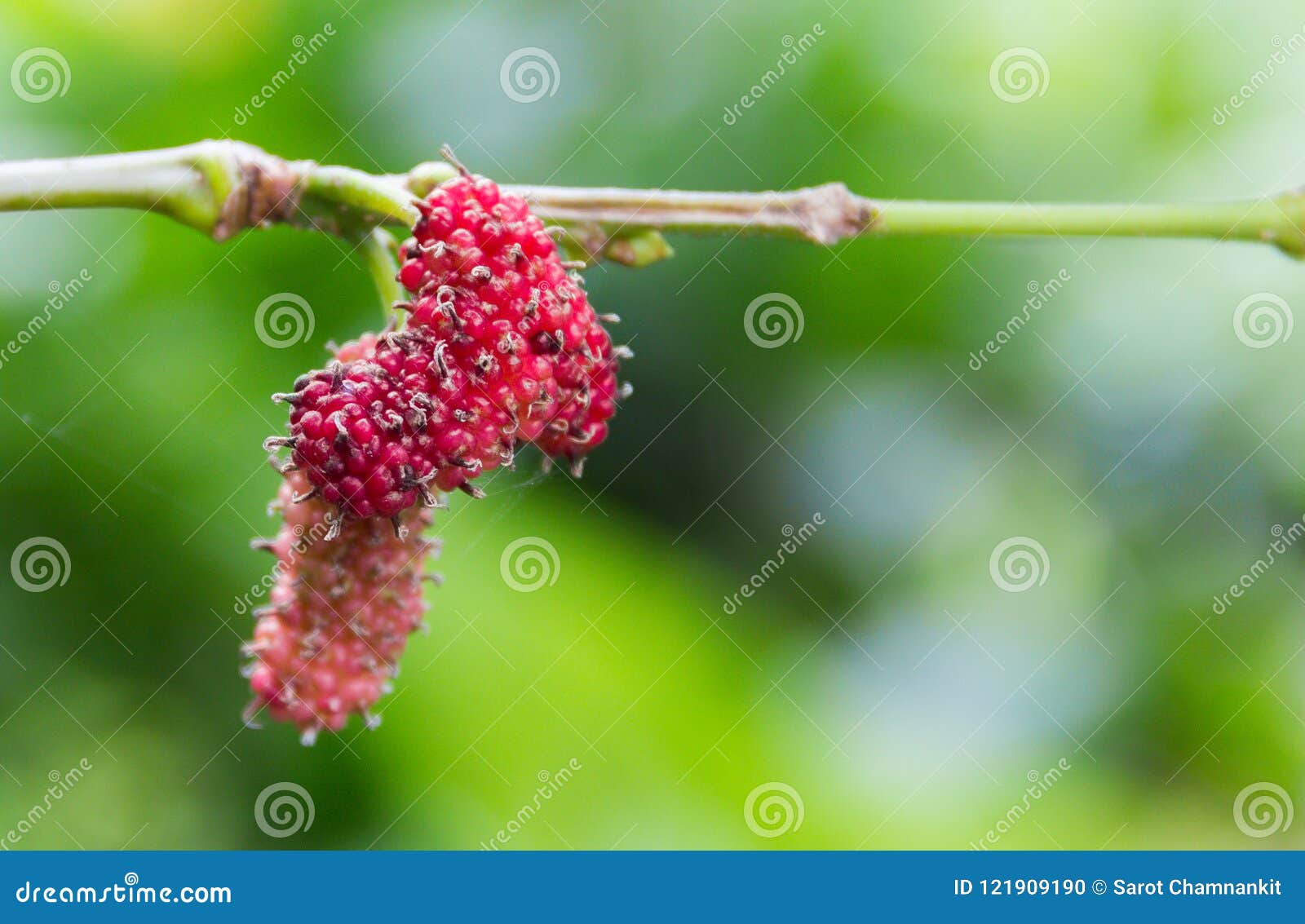 Mulberry Fresh Fruit on Tree. Stock Photo - Image of mulberries ...