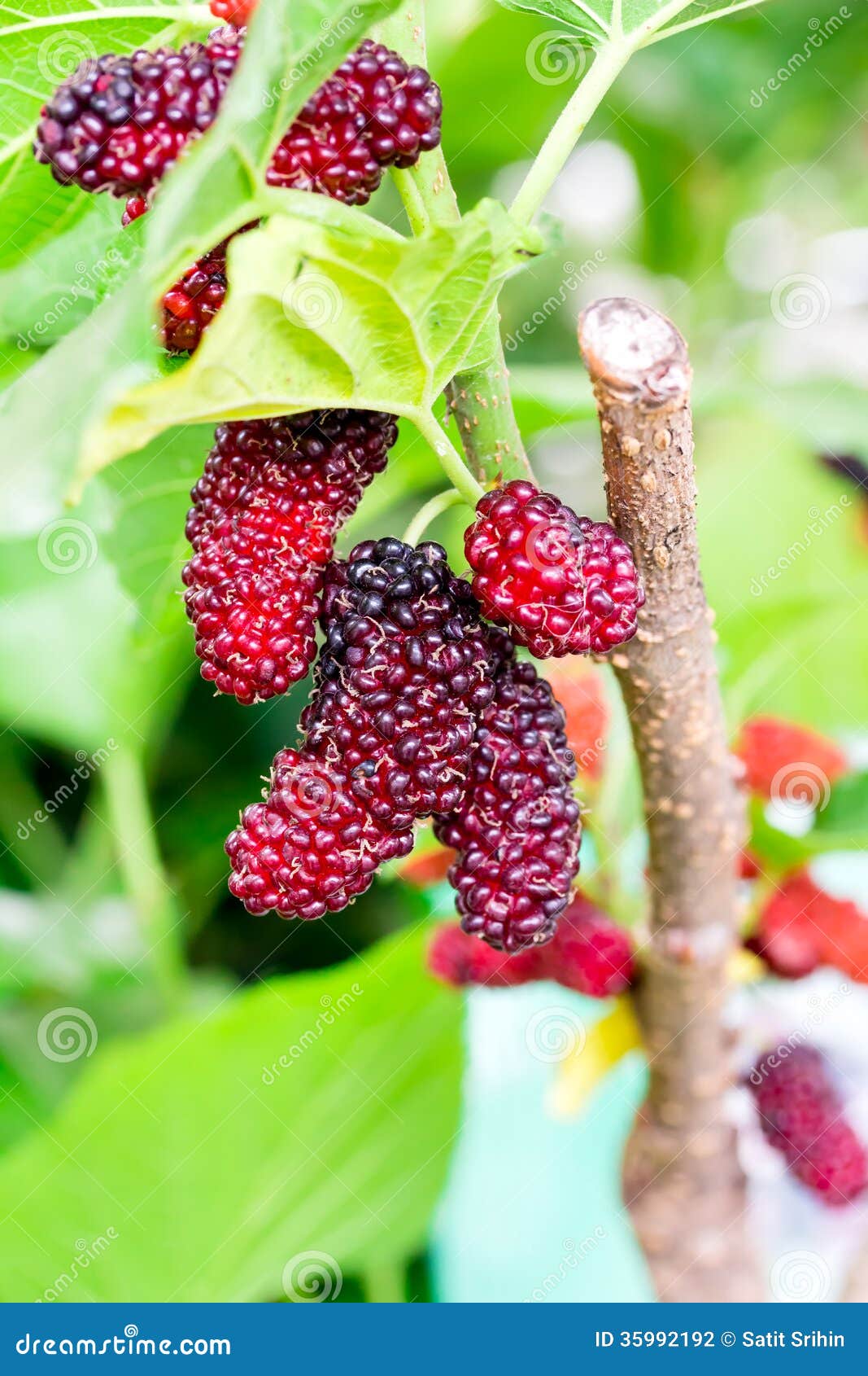 Mulberry fruit stock photo. Image of natural, mulberries - 35992192