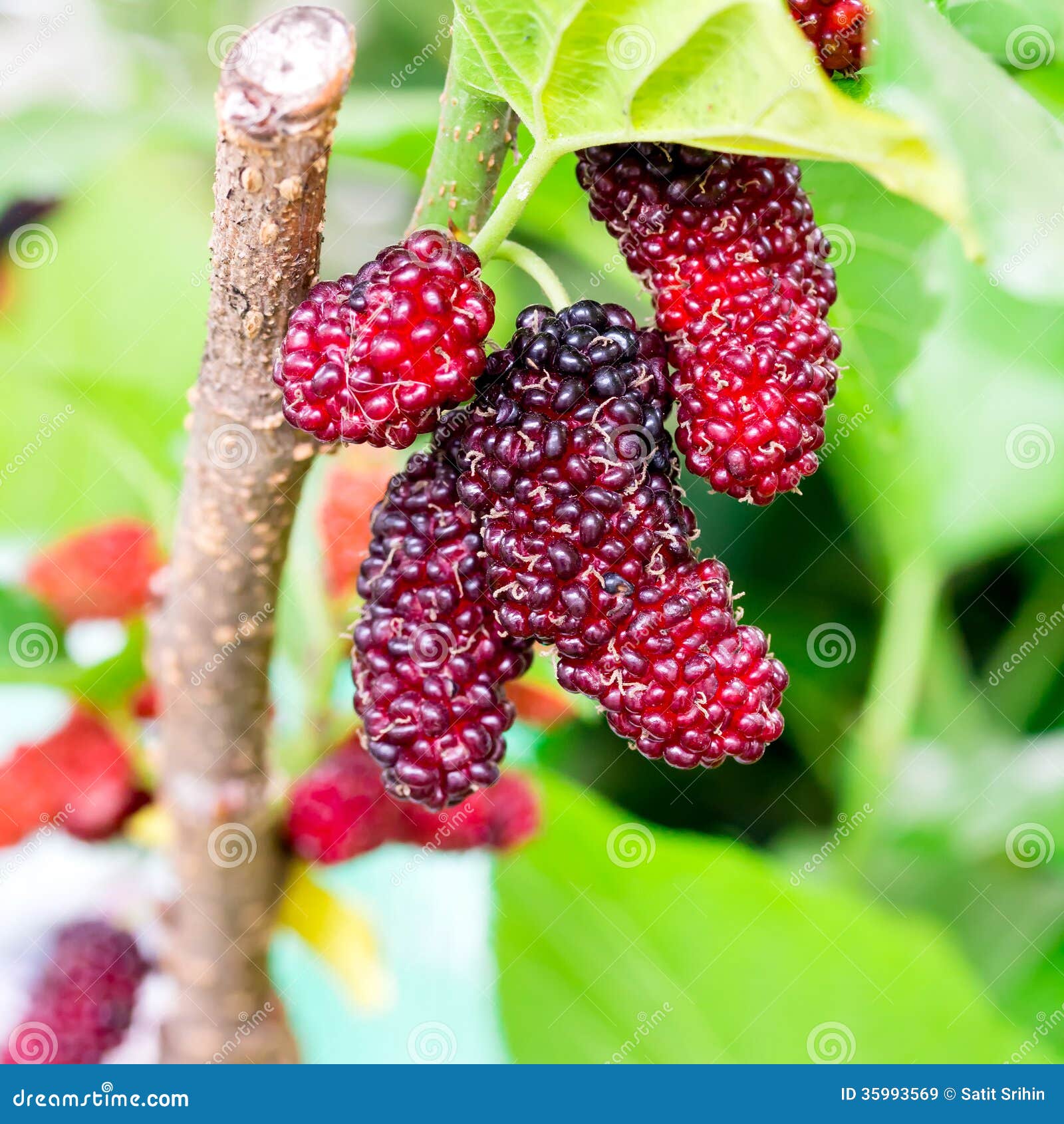 Mulberry fruit stock image. Image of natural, nutrition - 35993569