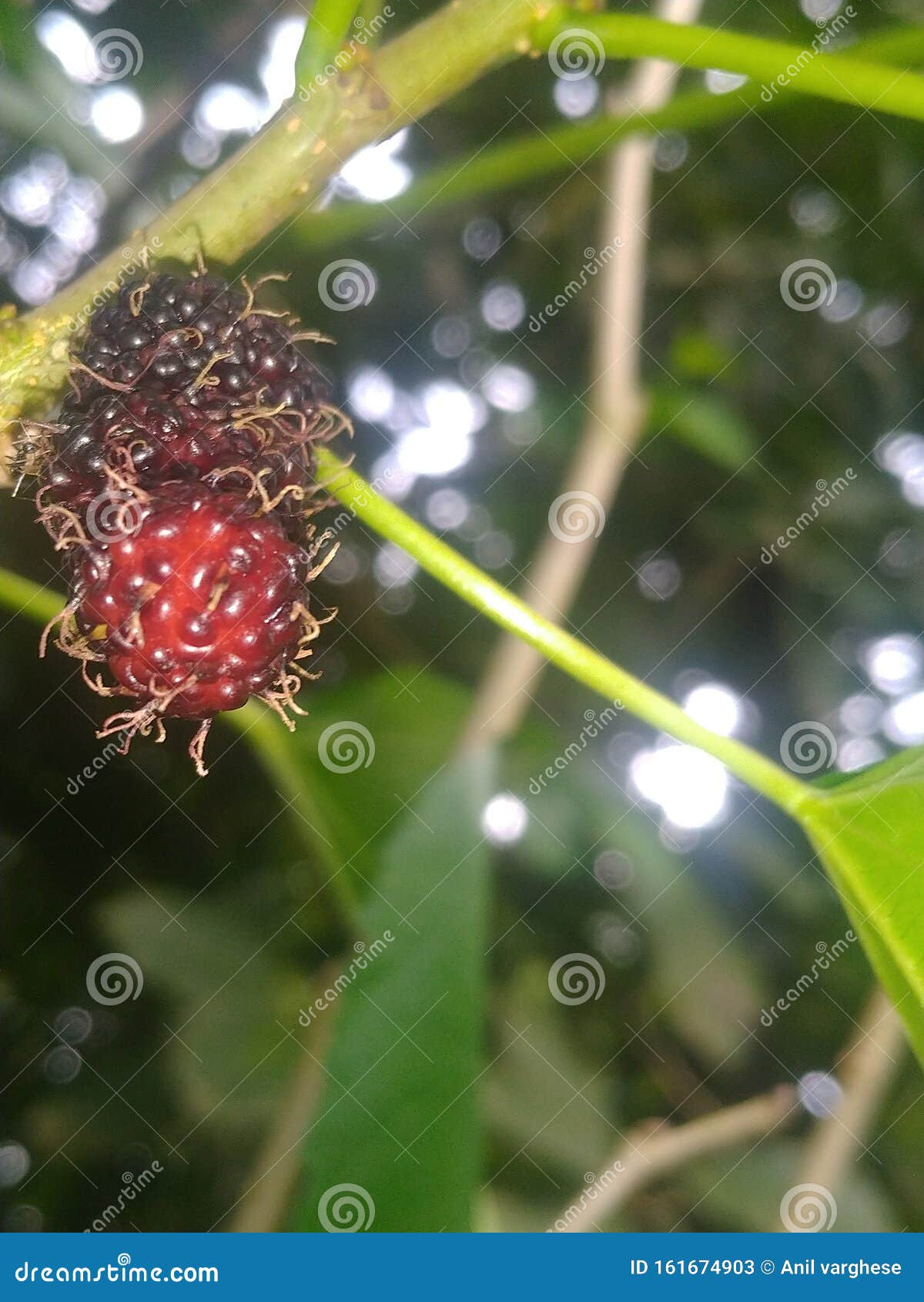 Mulberry Fruit from Ernakulam Kerala Stock Image - Image of fruit ...