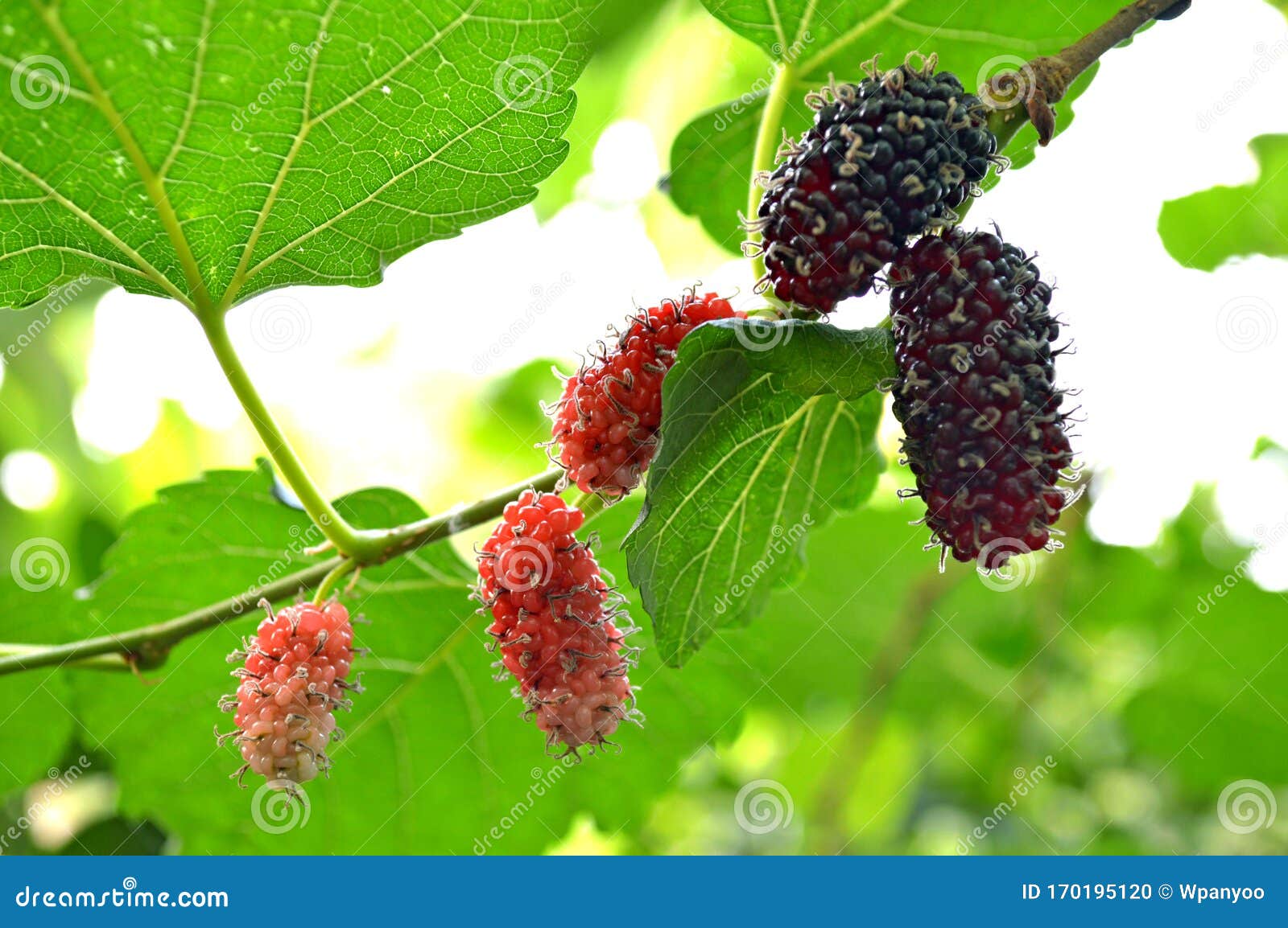 Mulberry fruit Morus sp. stock illustration. Illustration of food ...