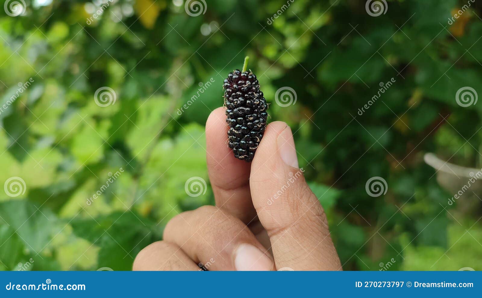 Mulberry Fruit Ripening on the Tree Stock Image - Image of leaf, fruit: 270273797