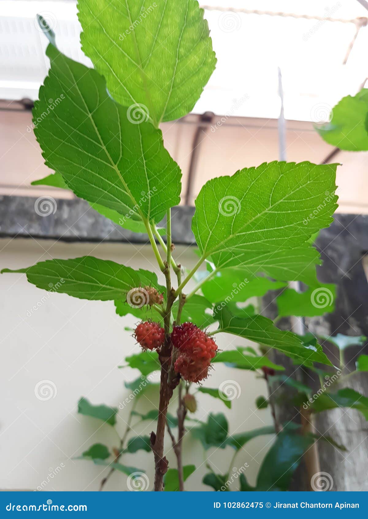 Mulberry Fruit on the Small Tree in Garden Stock Image - Image of plant ...
