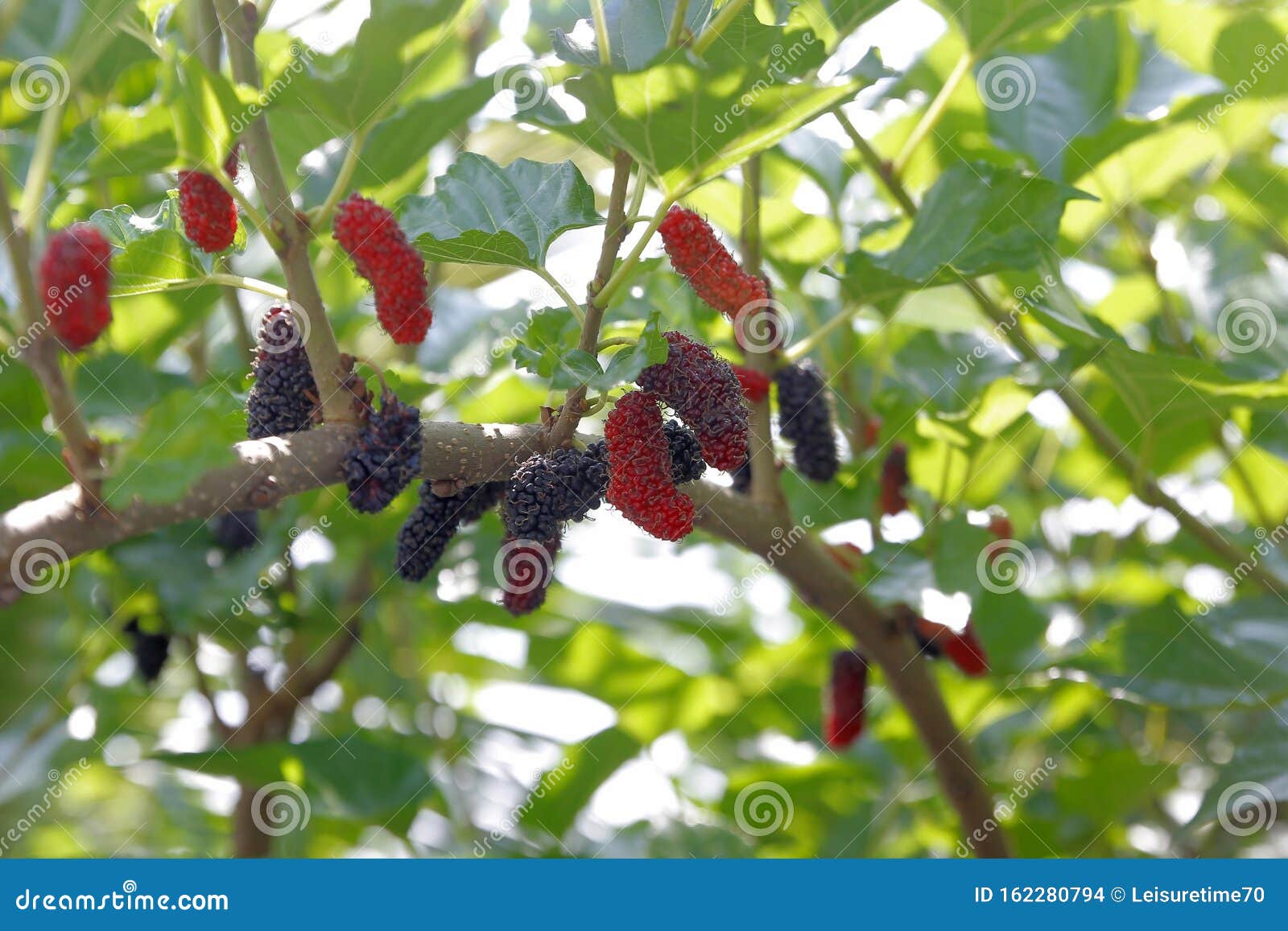 Mulberry Fruit on Tree in Organic Farm Stock Photo - Image of vegetable ...