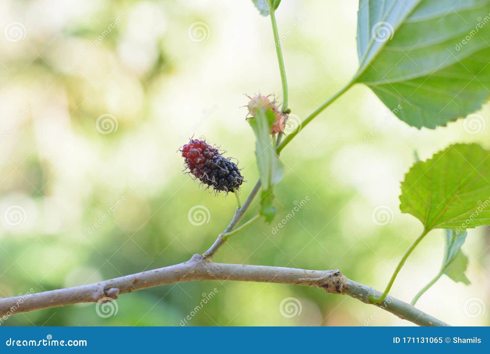 Mulberry Fruit in the Tree stock image. Image of plant - 171131065