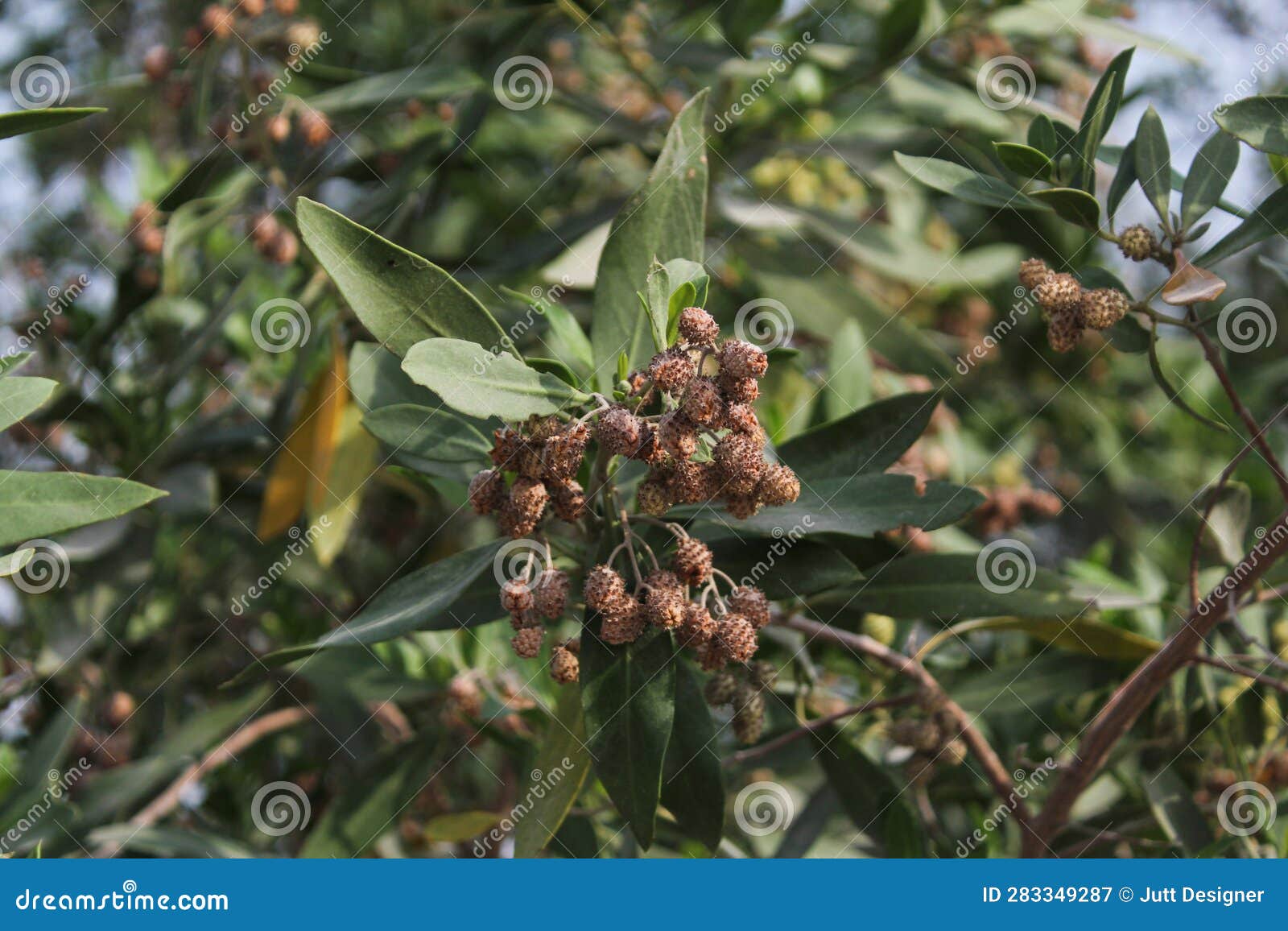 The Mulberry Fruit Tree in Sun Light Stock Image - Image of berry ...