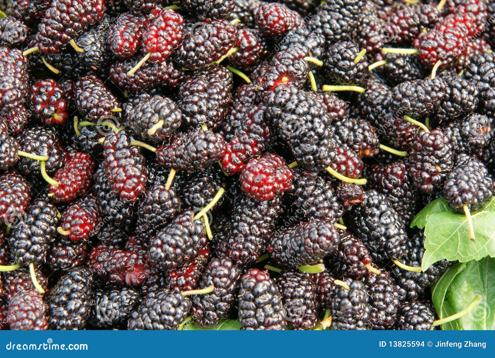 Mulberry Fruits Also Known As Morus Rubra For The Red Species Royalty ...