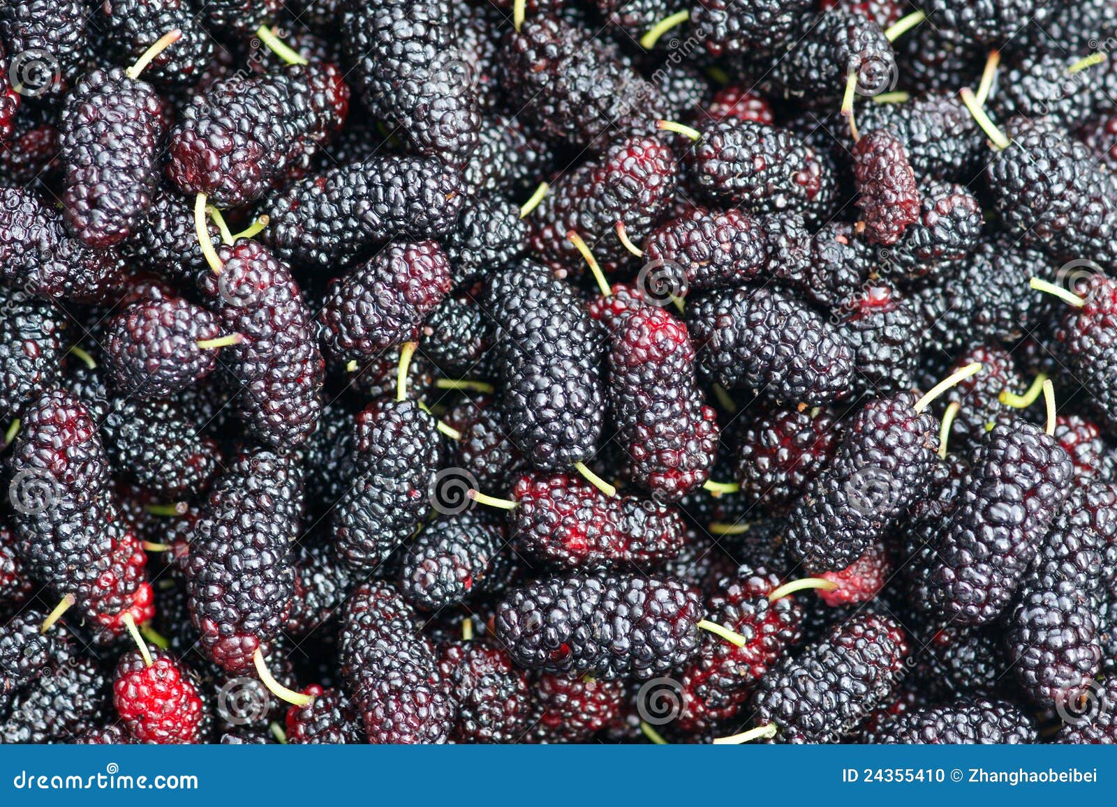 Mulberry Fruits Also Known As Morus Rubra For The Red Species Royalty ...