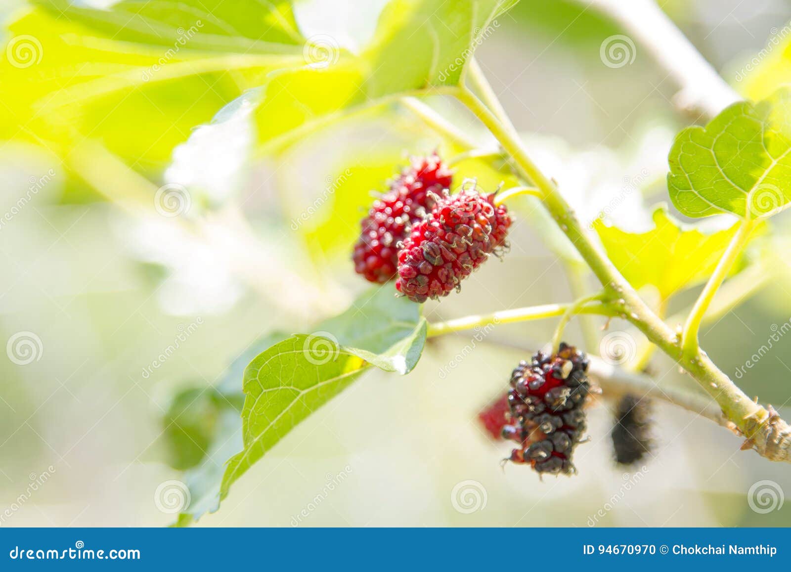 Mulberry Fruits Also Known As Morus Rubra For The Red Species Royalty ...