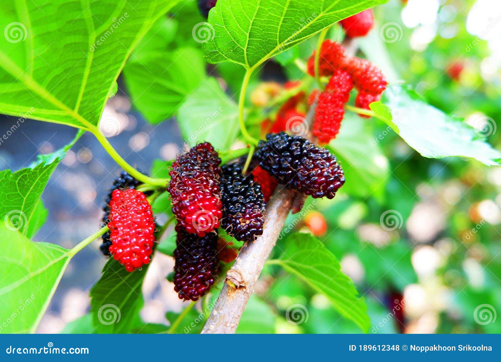 Mulberry Fruits Also Known As Morus Rubra For The Red Species Royalty ...