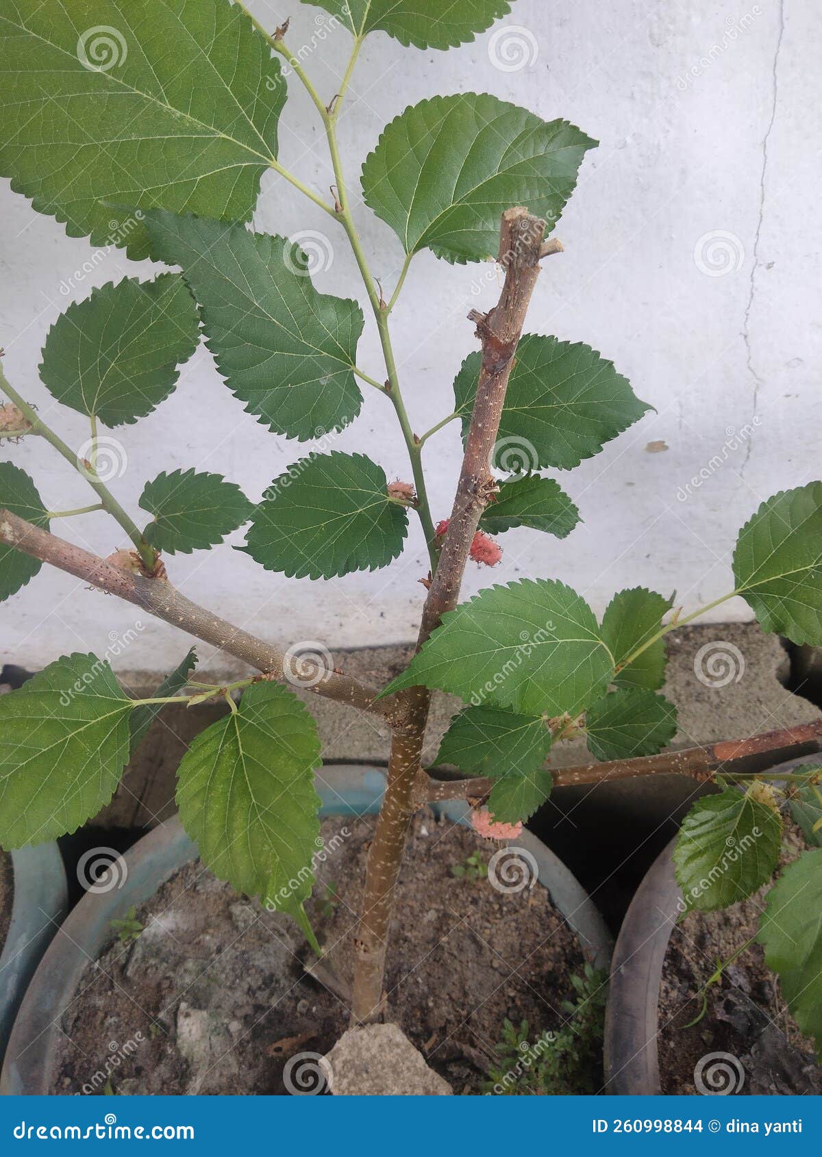 Mulberry stock photo. Image of produce, fruit, tree - 260998844