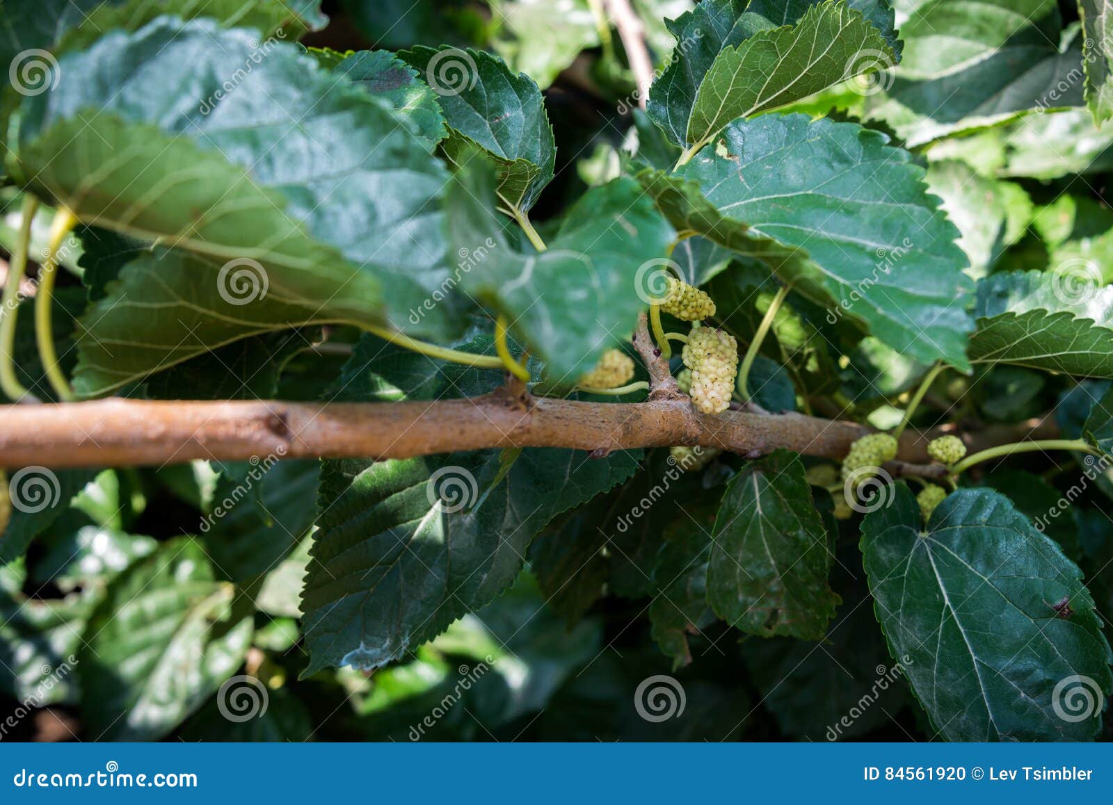 Gedera Farm Stock Photos - Free & Royalty-Free Stock Photos from Dreamstime