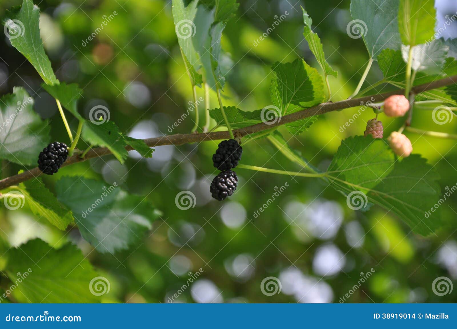Mulberry stock photo. Image of mulberry, berries, rustic - 38919014