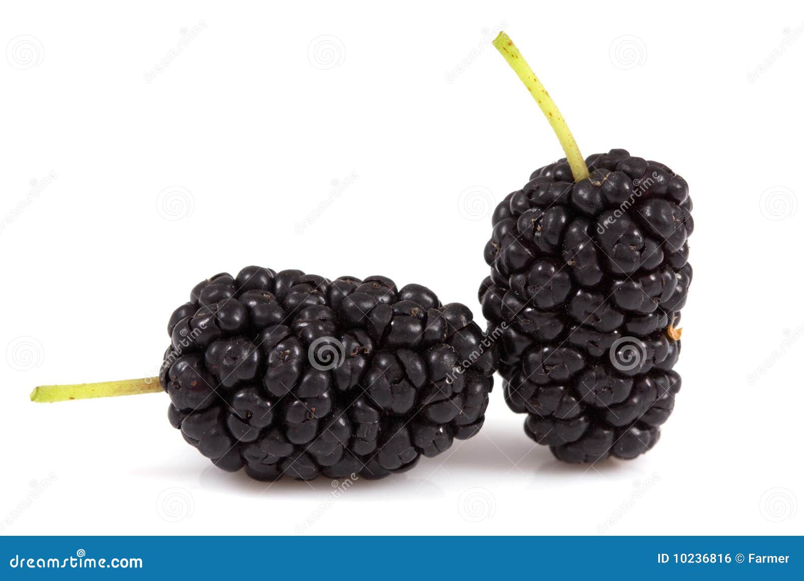 Mulberry isolated stock photo. Image of fresh, food, eating - 10236816