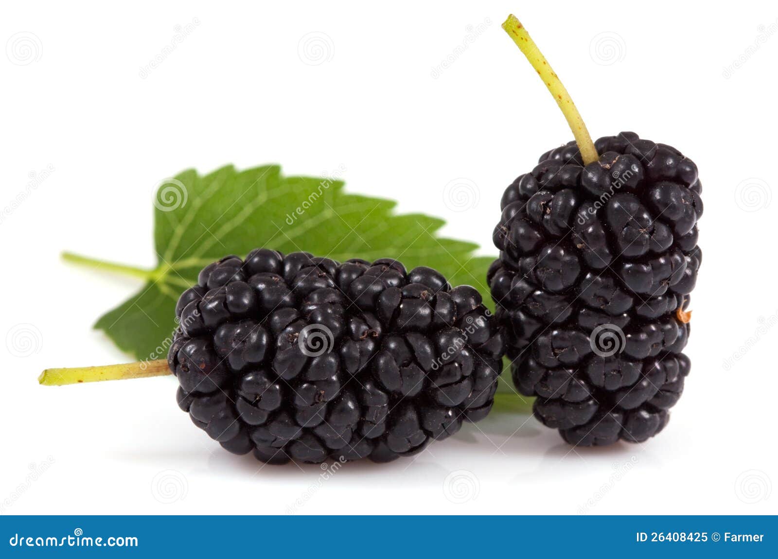 Mulberry isolated stock image. Image of colorful, dessert - 26408425