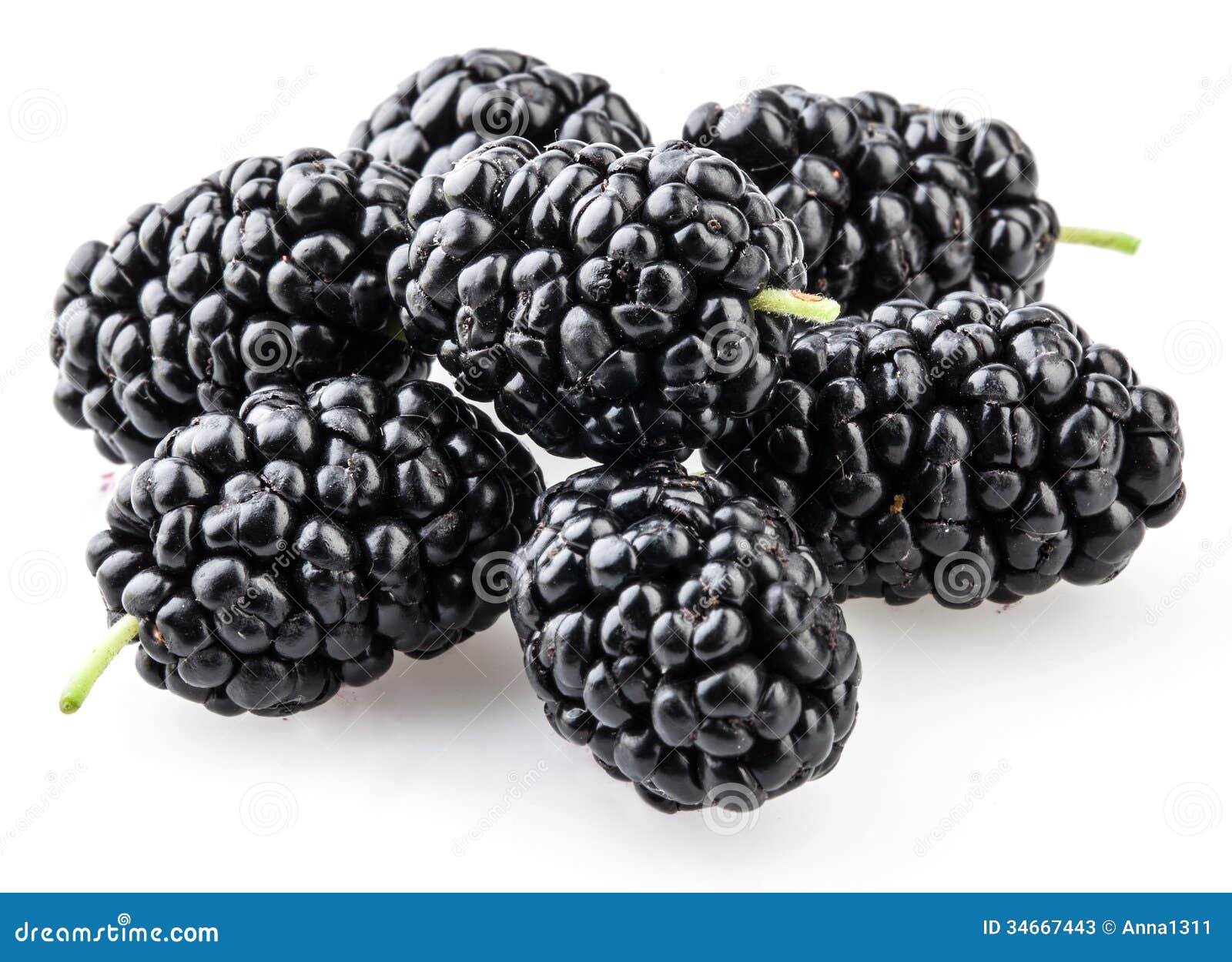 Mulberry isolated. stock image. Image of closeup, purple - 34667443