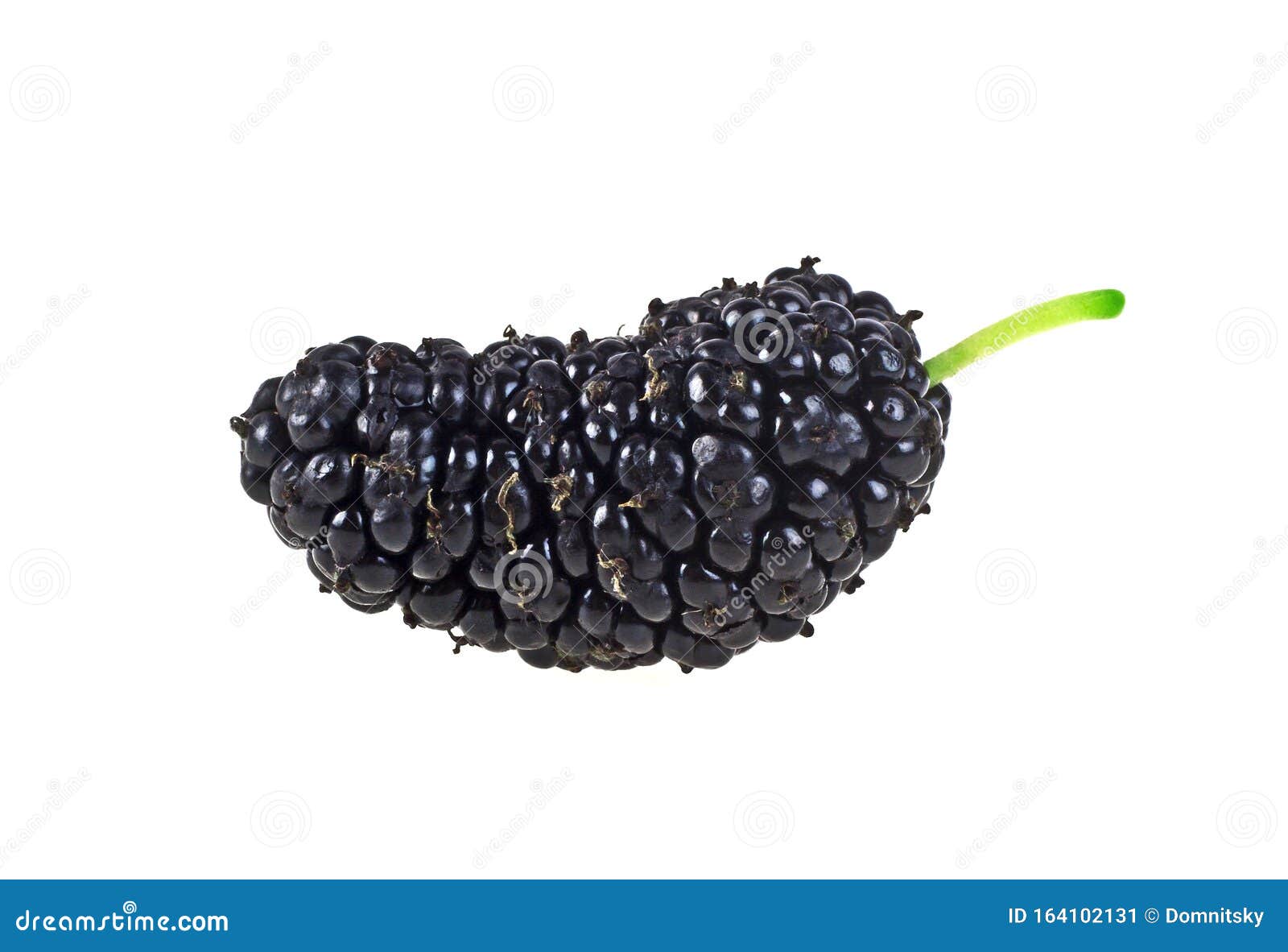 Mulberry Isolated on White Background Stock Image - Image of branch ...