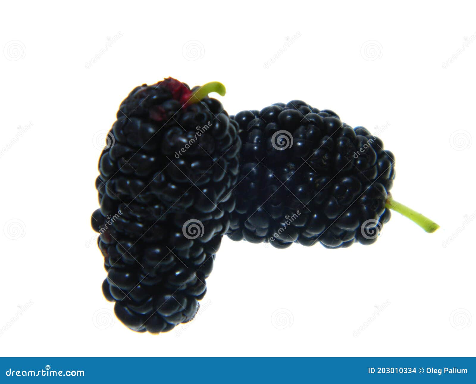 Mulberry Isolated on White Background Stock Photo - Image of harvest ...