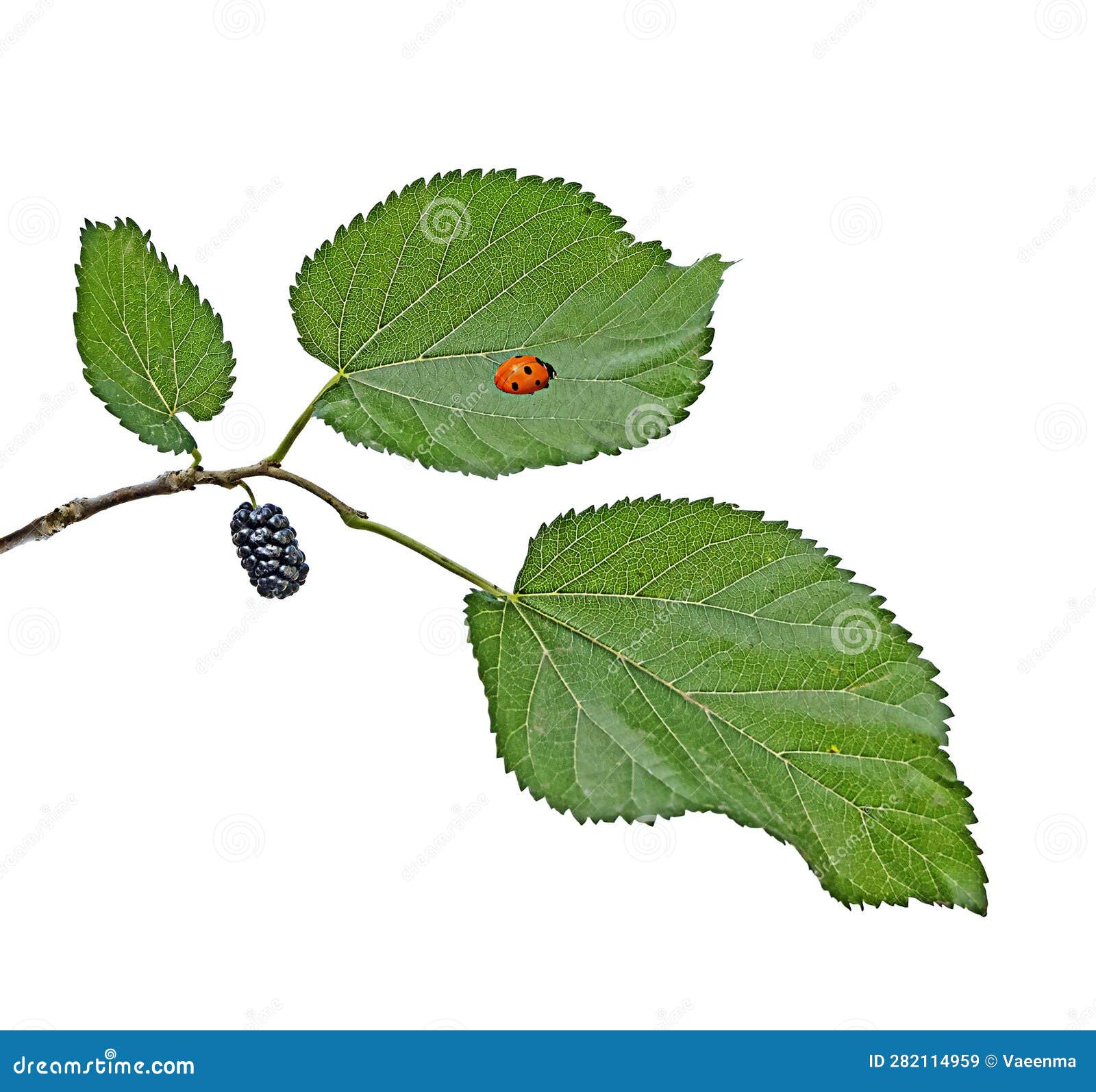 Mulberry isolated on white stock image. Image of isolated - 282114959
