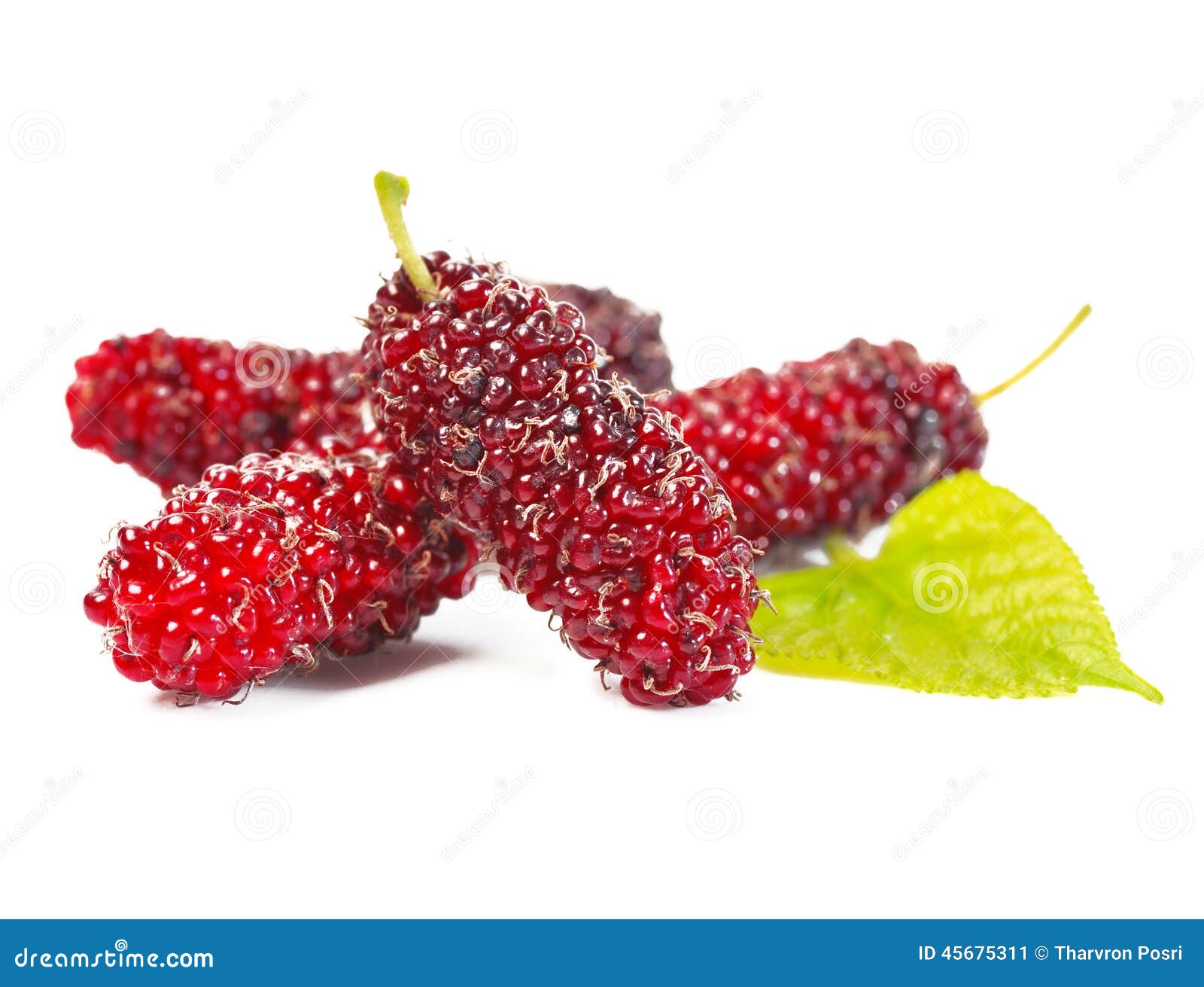 Mulberry Isolated on White Background Stock Image - Image of small ...