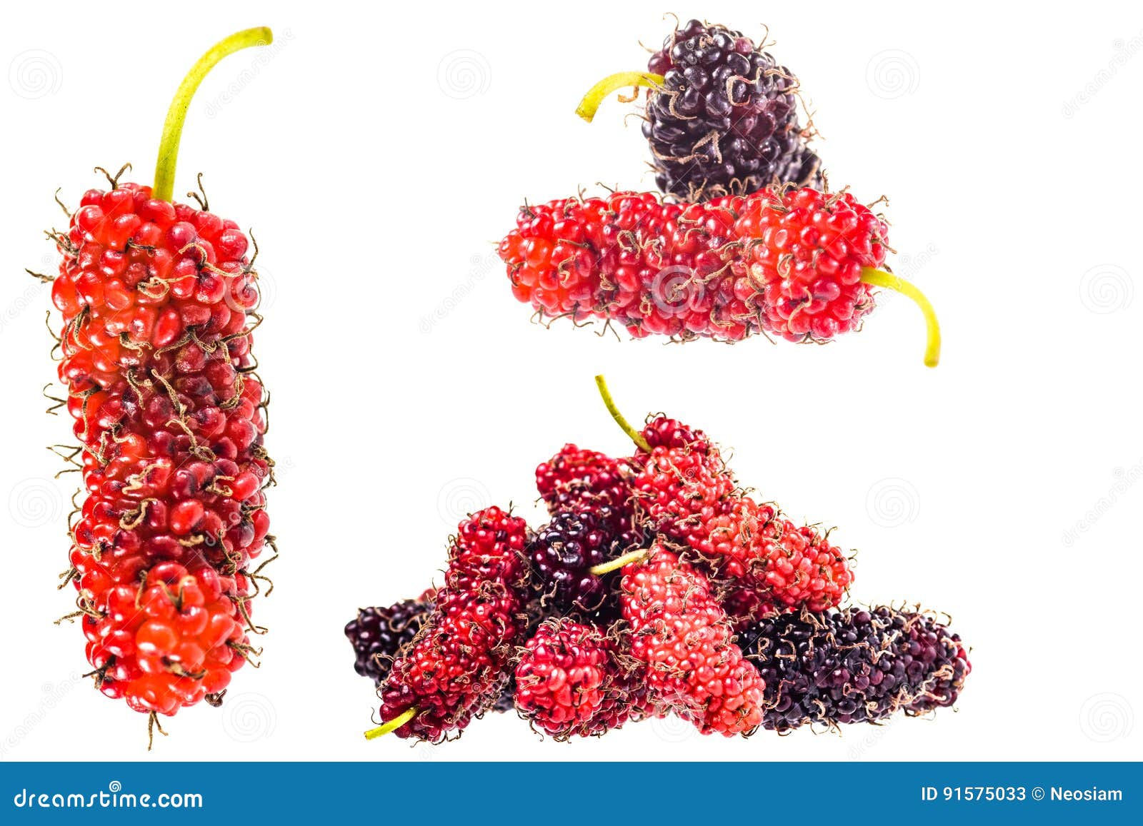 Mulberry isolated stock image. Image of food, closeup - 91575033