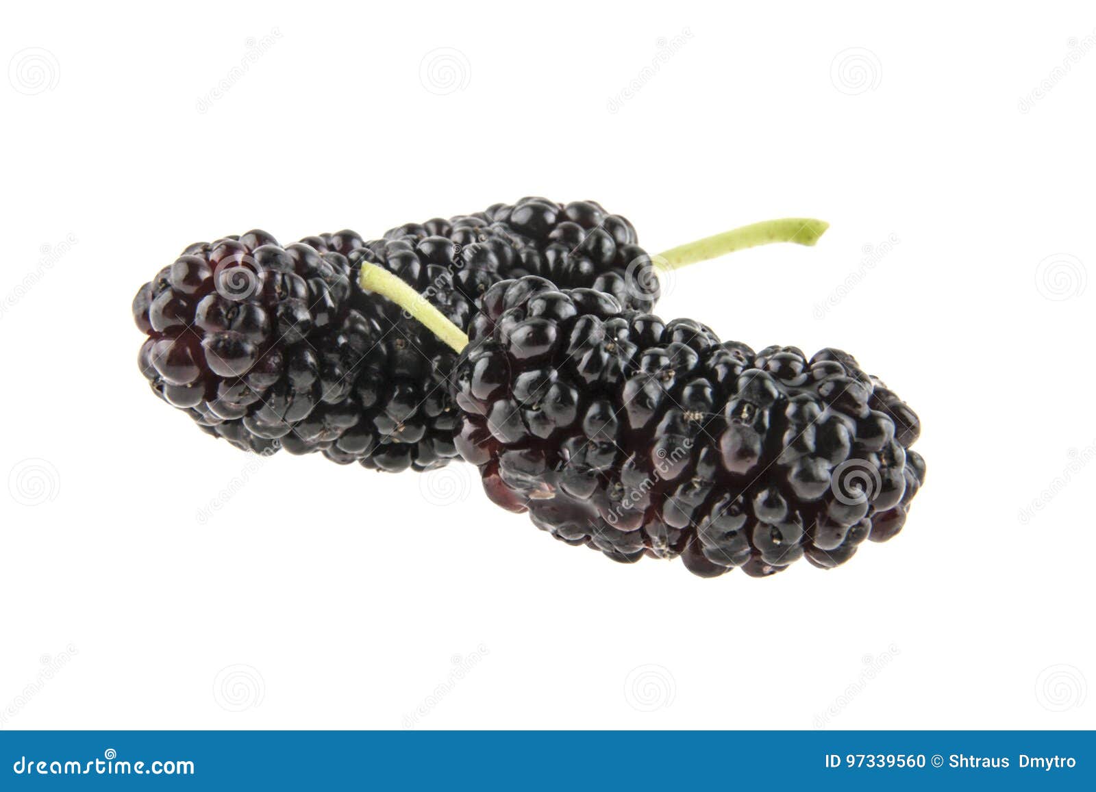 Mulberry isolated on white stock photo. Image of blackberry - 97339560