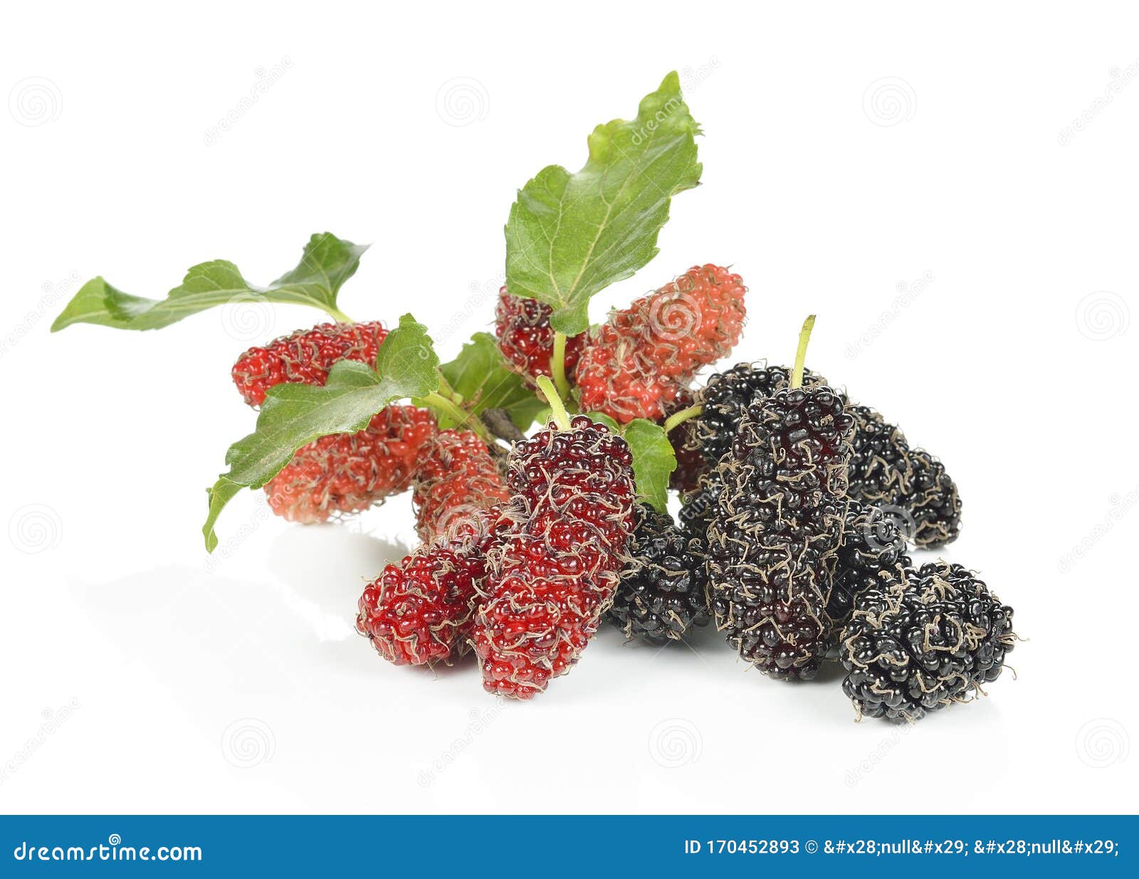 Mulberry Isolated on White Background. Stock Image - Image of food ...