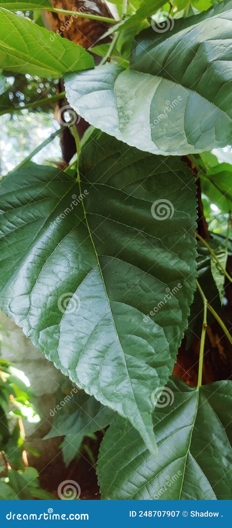 Mulberry leaf image stock image. Image of fruit, garden - 248707907