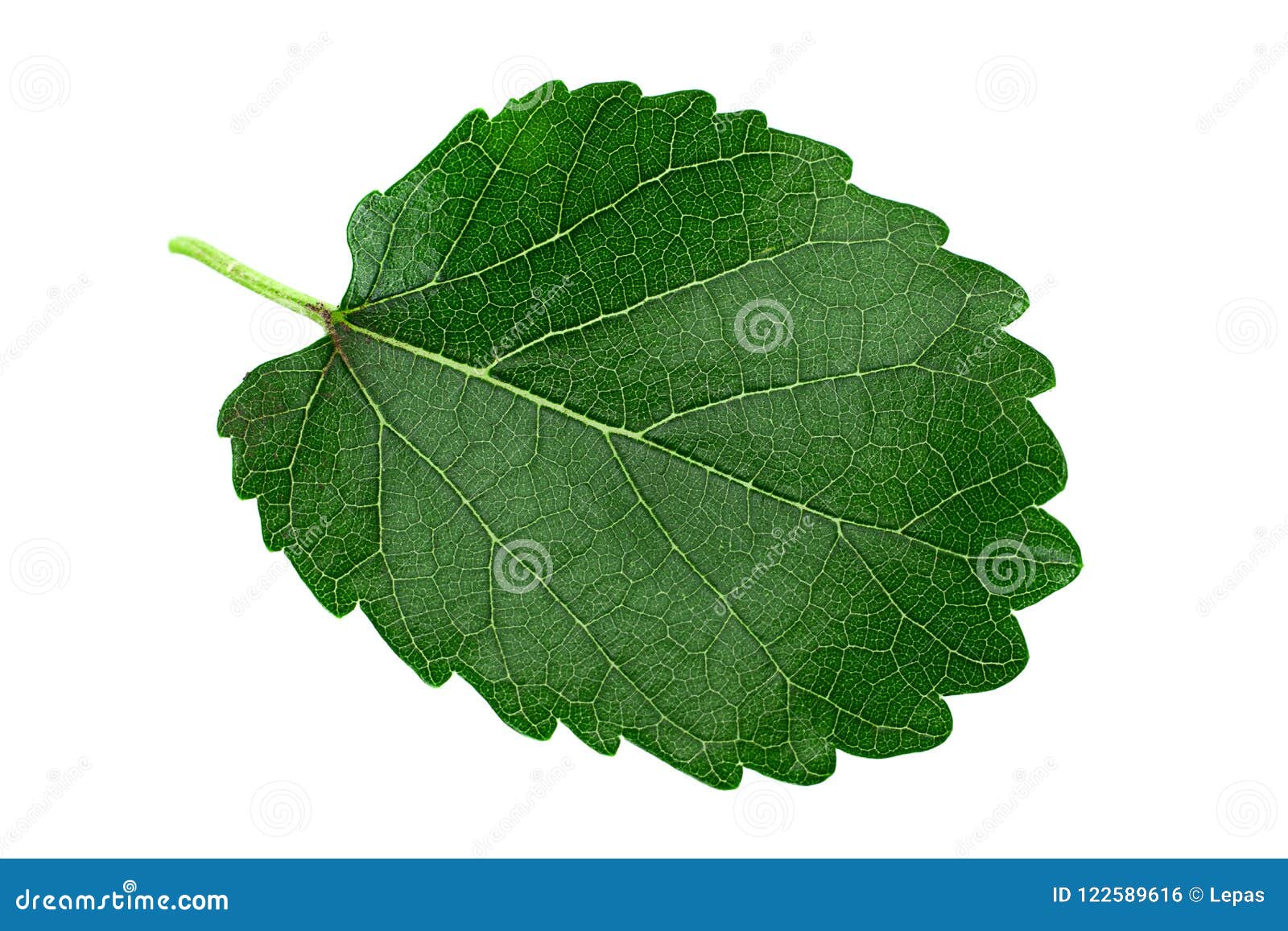 Mulberry leaf isolated stock photo. Image of macro, flora - 122589616