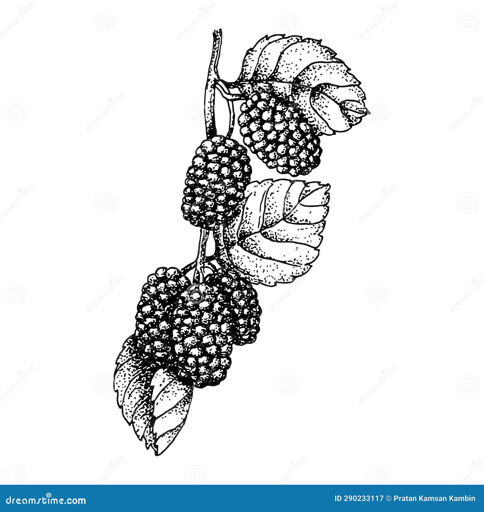 Mulberry and Leaves, Mulberry Sketch Vector Illustration, Vector Hand ...
