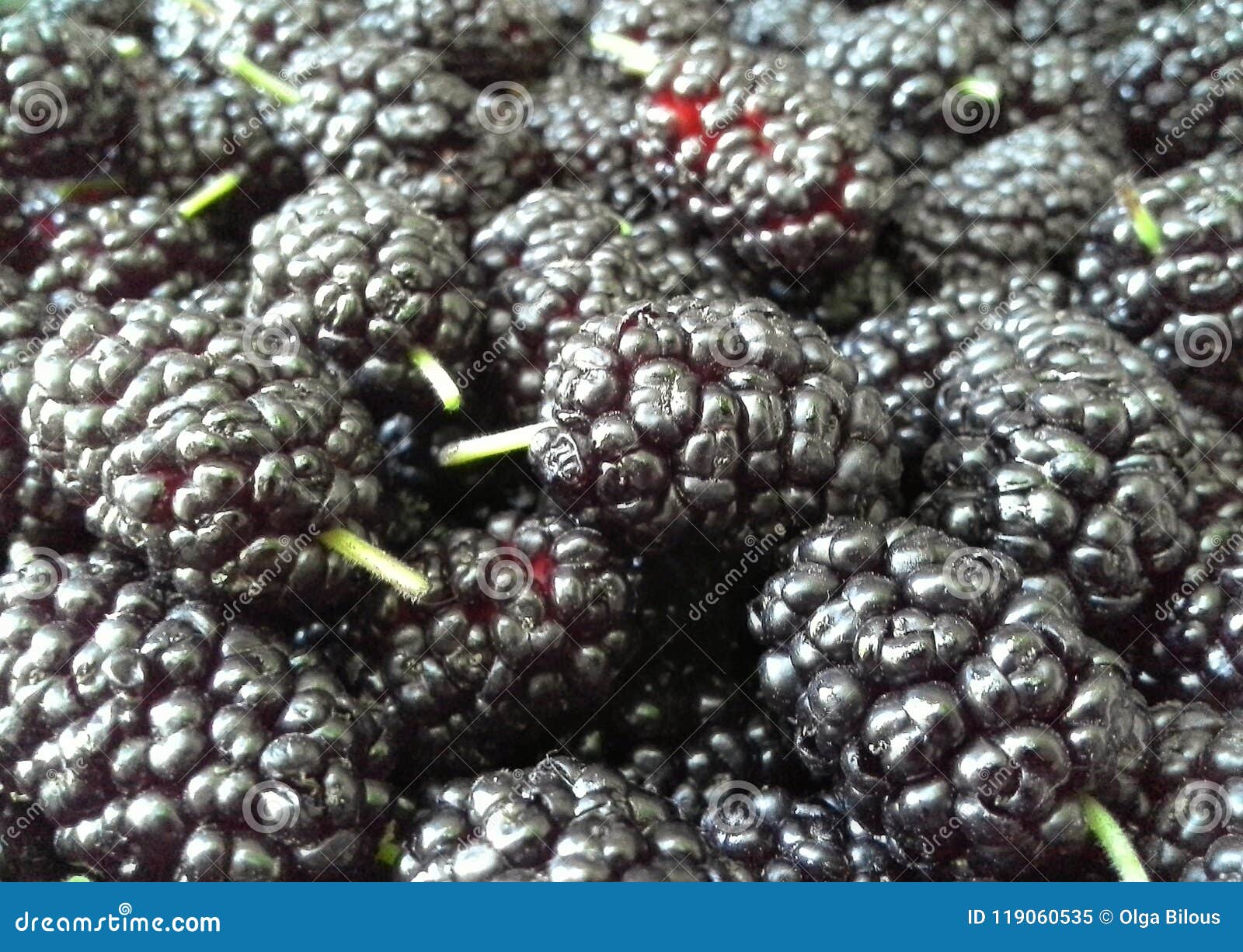 Mulberry stock image. Image of summer, sweet, beauty - 119060535